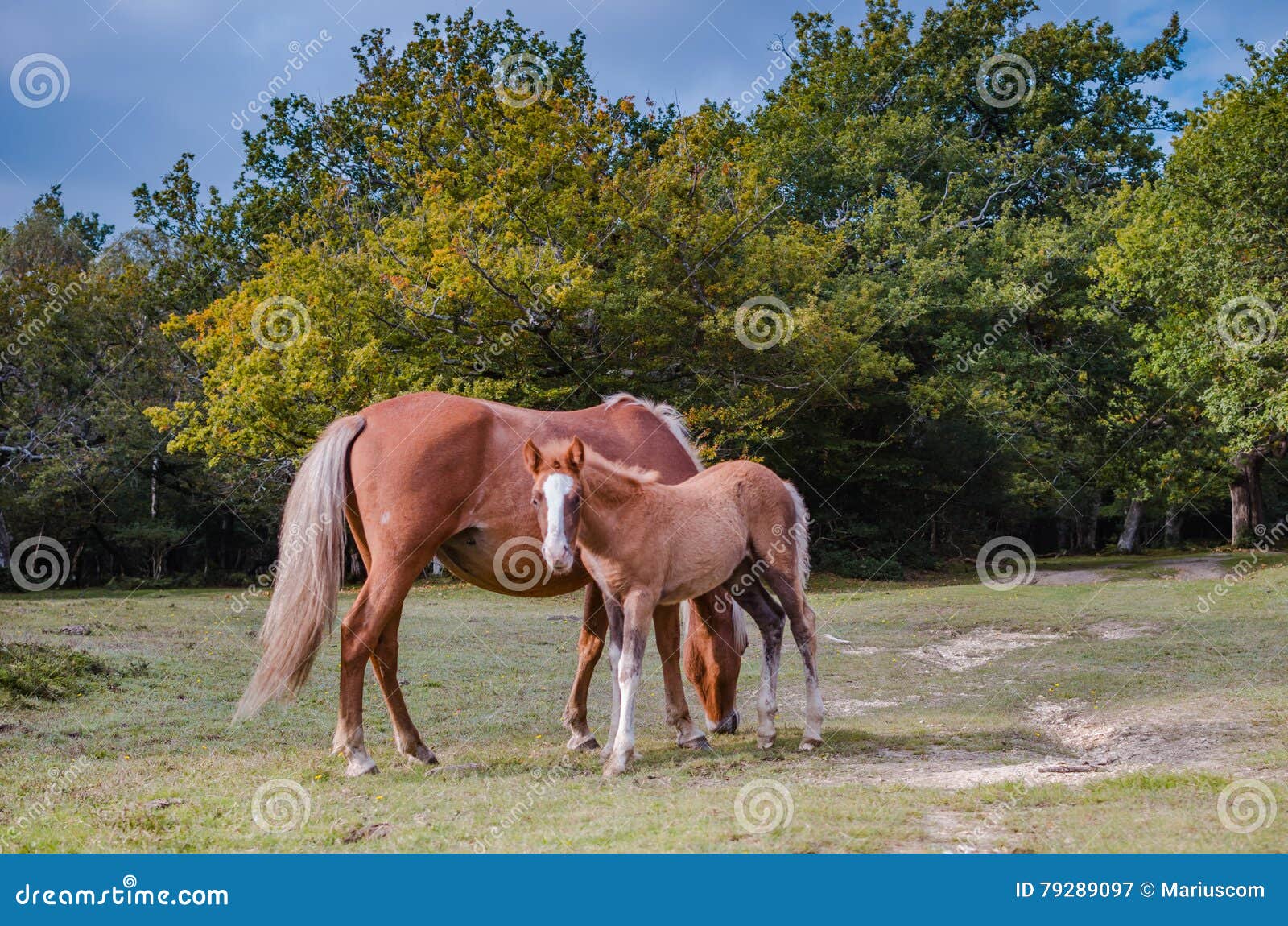 Mare and foal on the field stock image. Image of green - 79289097