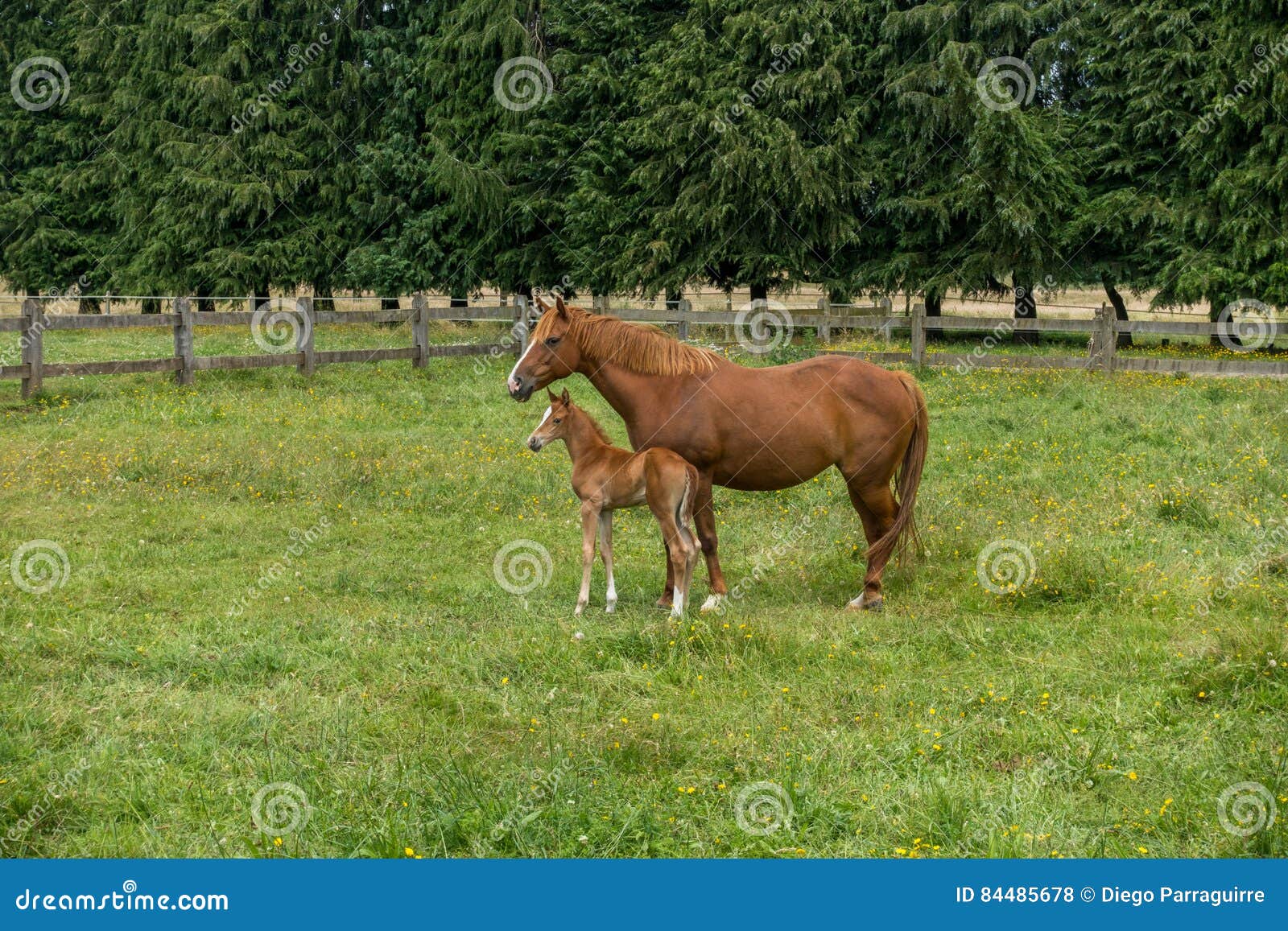 Mare and Foal stock photo. Image of field, mare, grass - 84485678