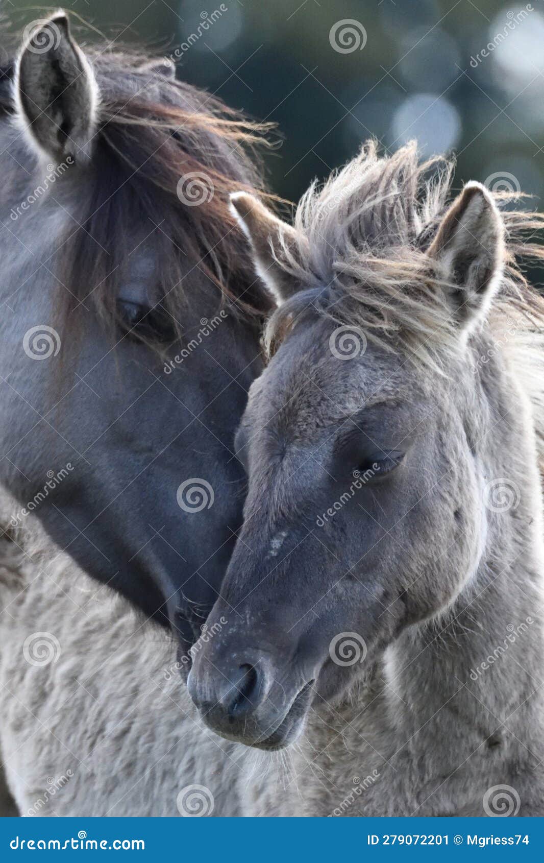 Mare and Foal stock image. Image of halter, closed, horn - 279072201