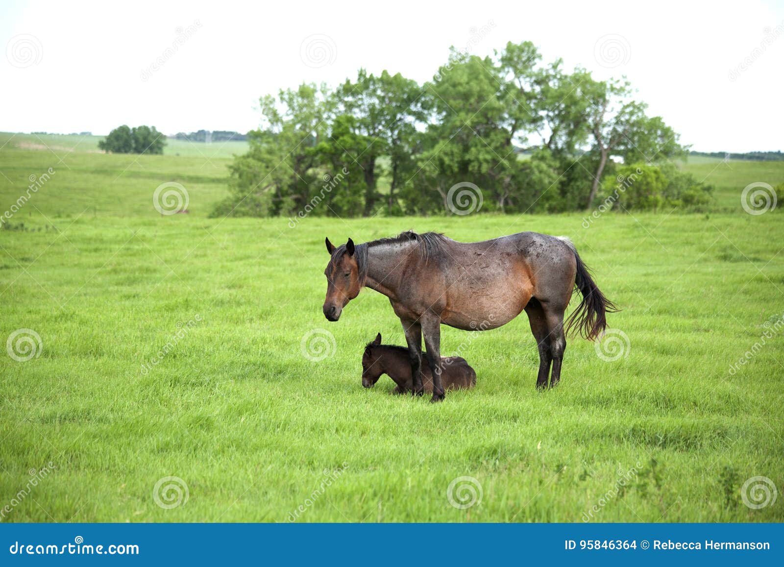 Mare and foal in pasture stock photo. Image of summer - 95846364