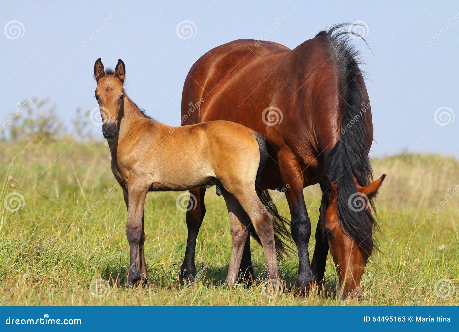 Mare and foal stock image. Image of equestrian, motion - 64495163