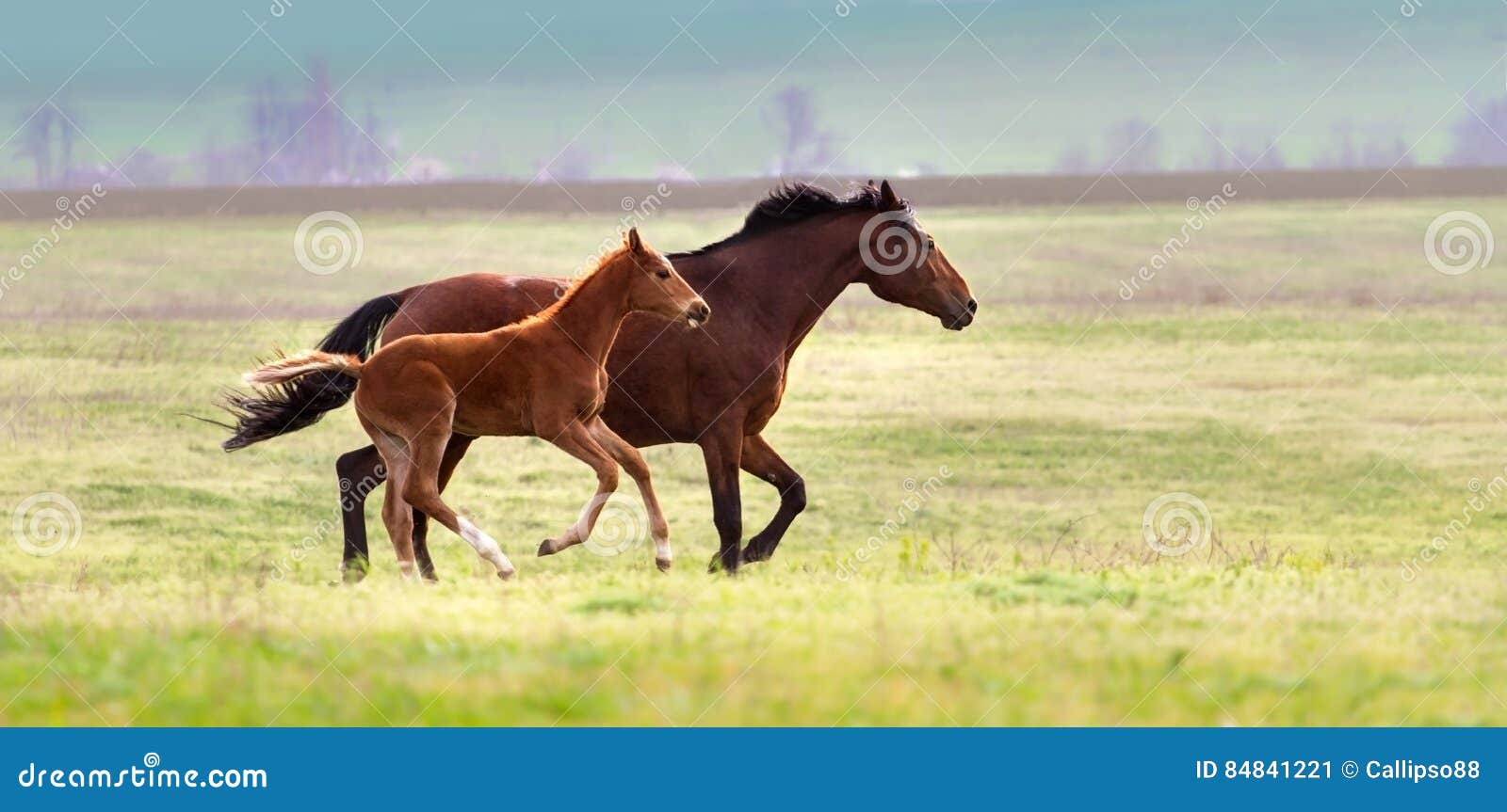 Mare and foal stock image. Image of care, mother, equine - 84841221