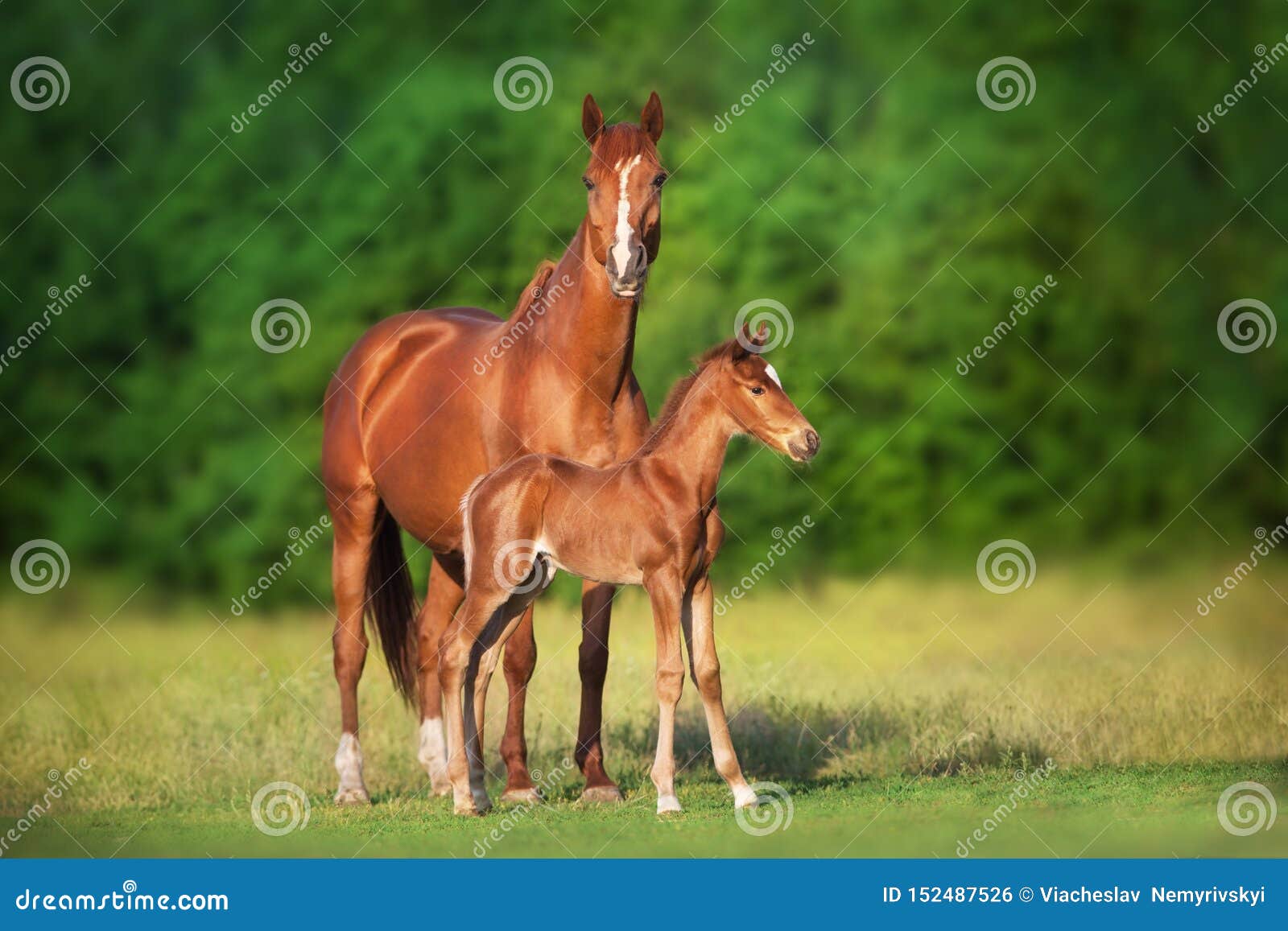 Mare and foal run stock photo. Image of cute, beautiful - 152487526