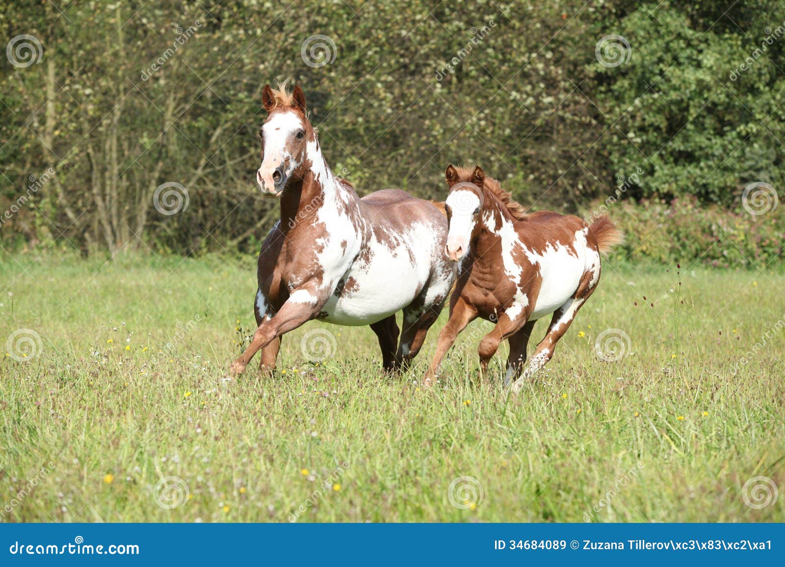 Mare with Foal Running in Freedom Stock Image - Image of chestnut ...