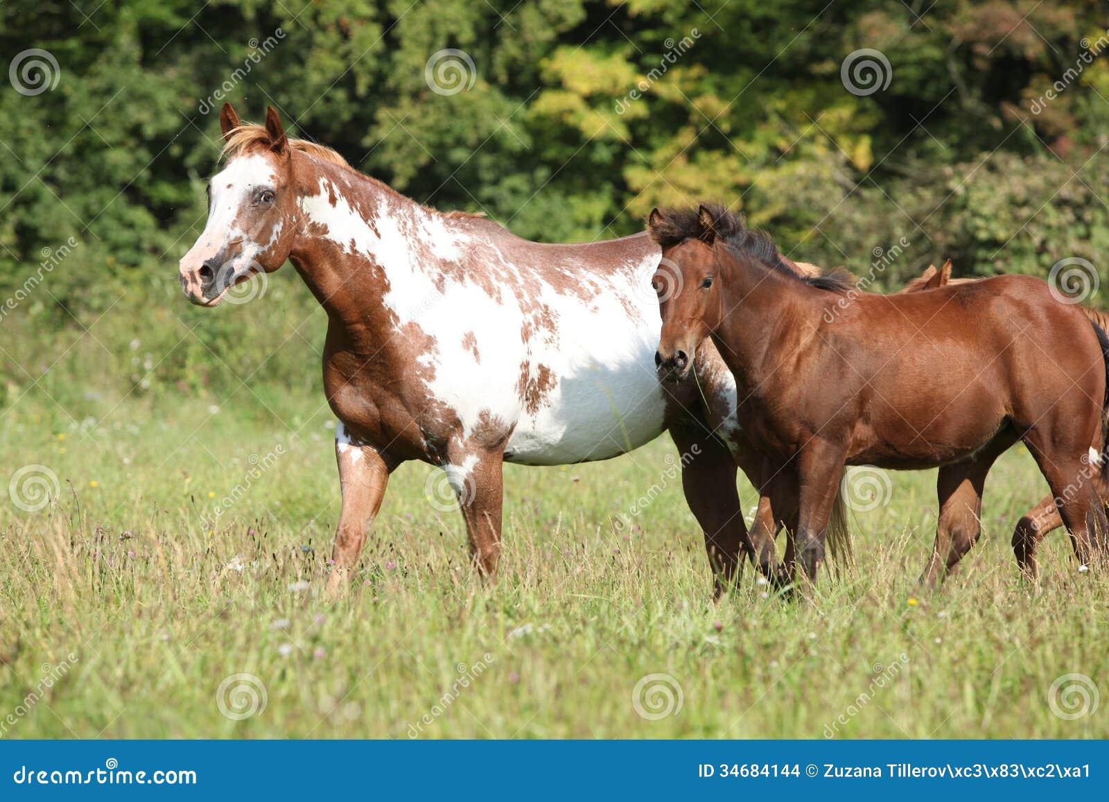 Mare with Foal Running in Freedom Stock Photo - Image of foal ...