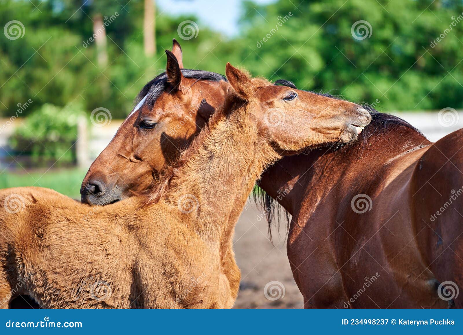 Mare and Foal Standing and Scratching Each Other S Back in the Paddock ...