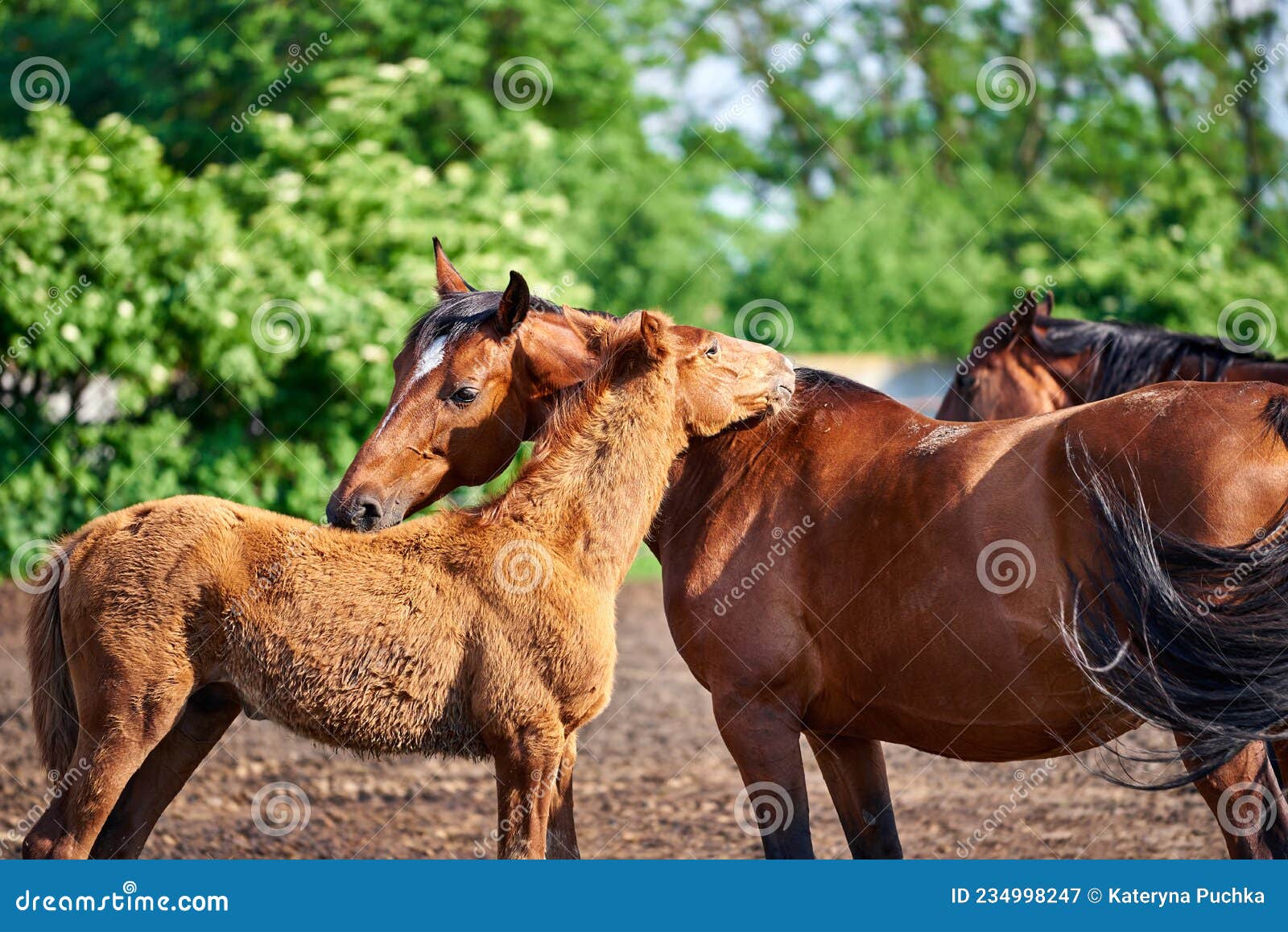 Mare and Foal Standing and Scratching Each Other S Back in the Paddock ...