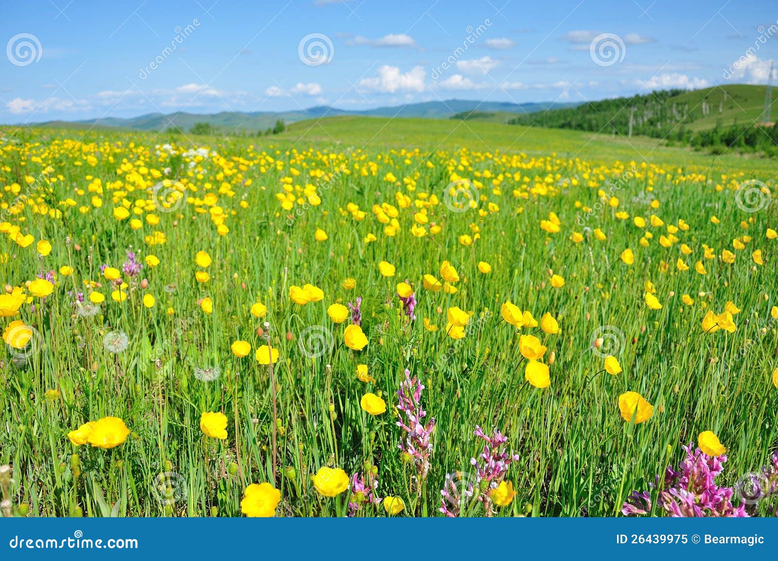 Mare giallo del fiore immagine stock. Immagine di azionamento - 26439975