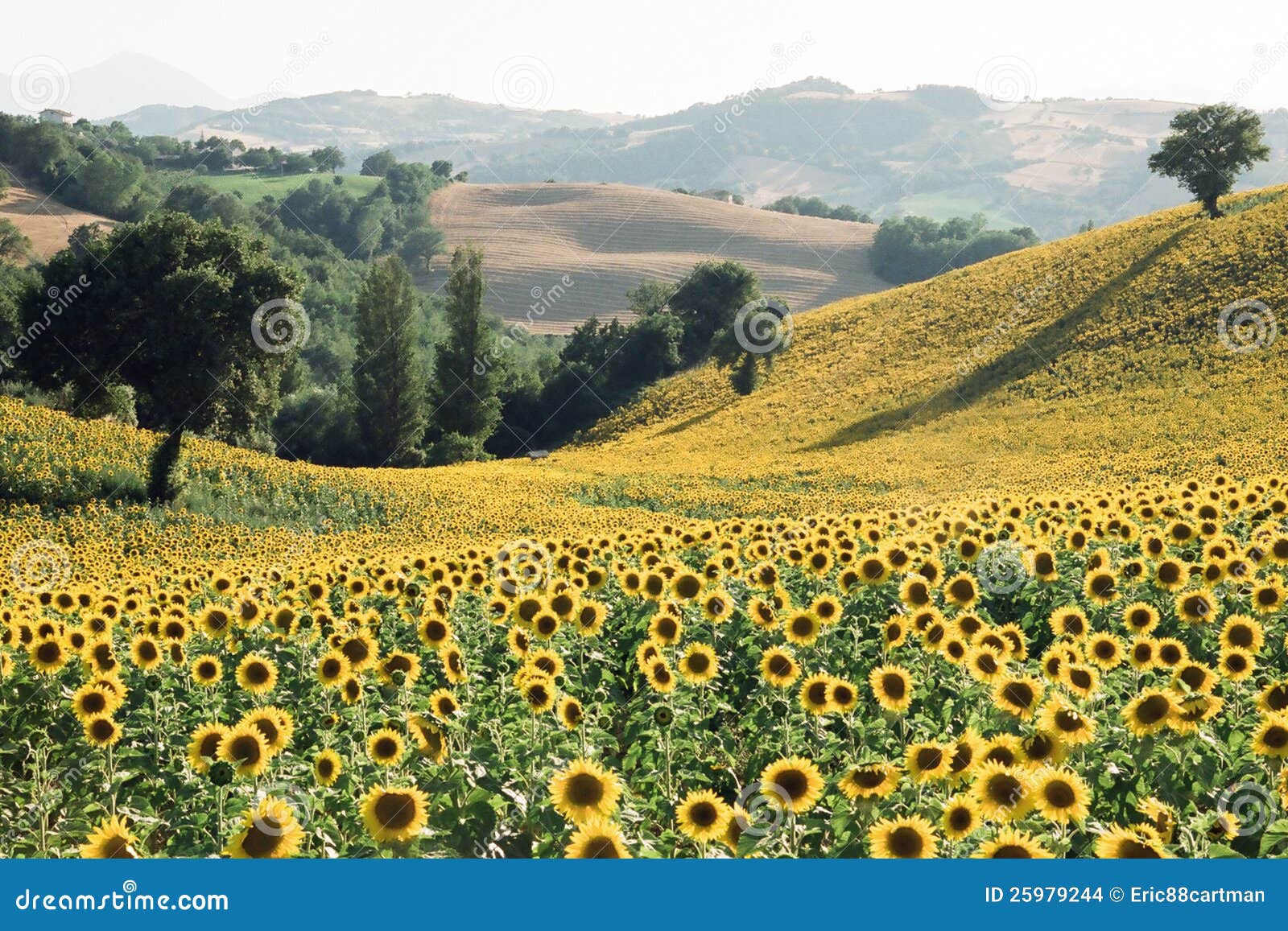 Mare giallo del paese fotografia stock. Immagine di paesaggio - 25979244