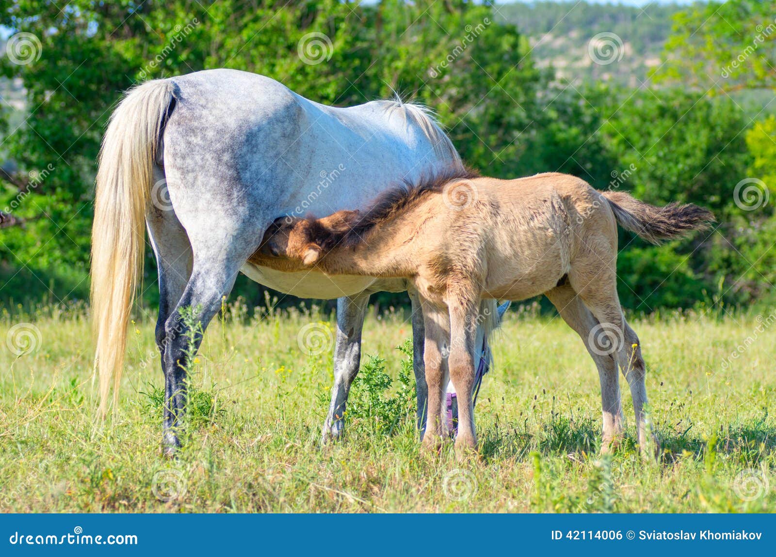 Mare and Her Cutie Foal Close Together Stock Photo - Image of colt ...