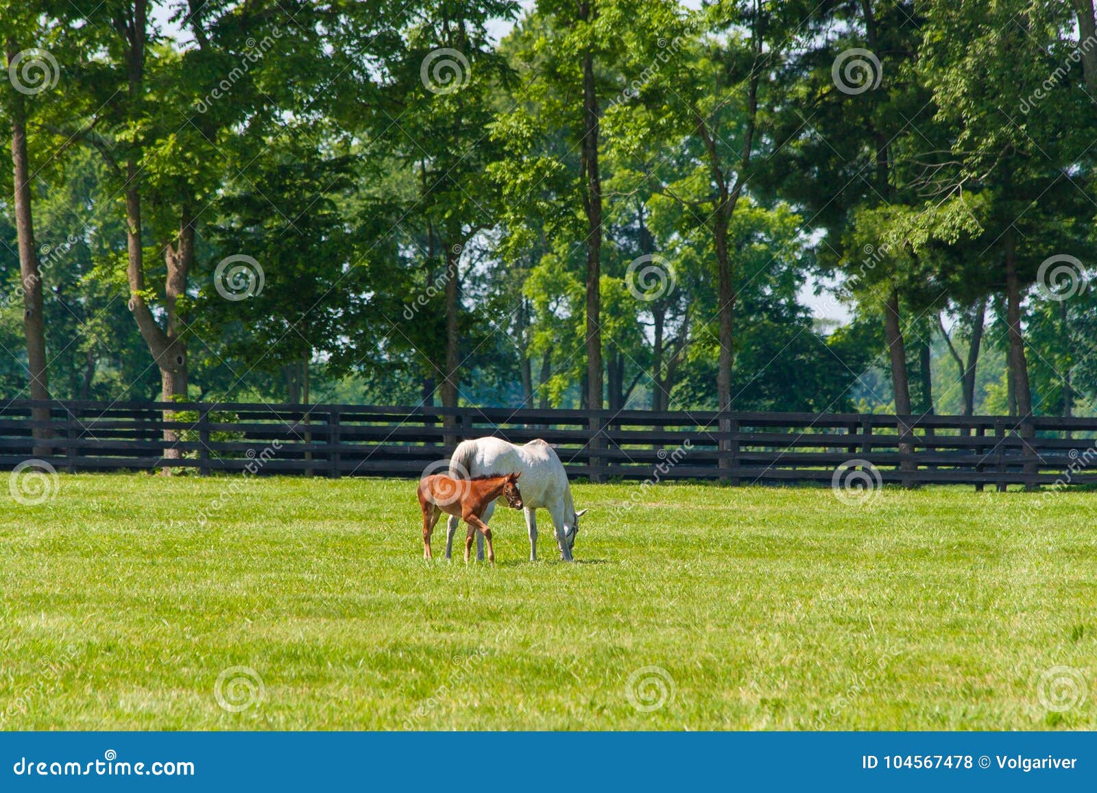 Mare with Her Foal at Horse Farm Stock Photo - Image of green, breed ...