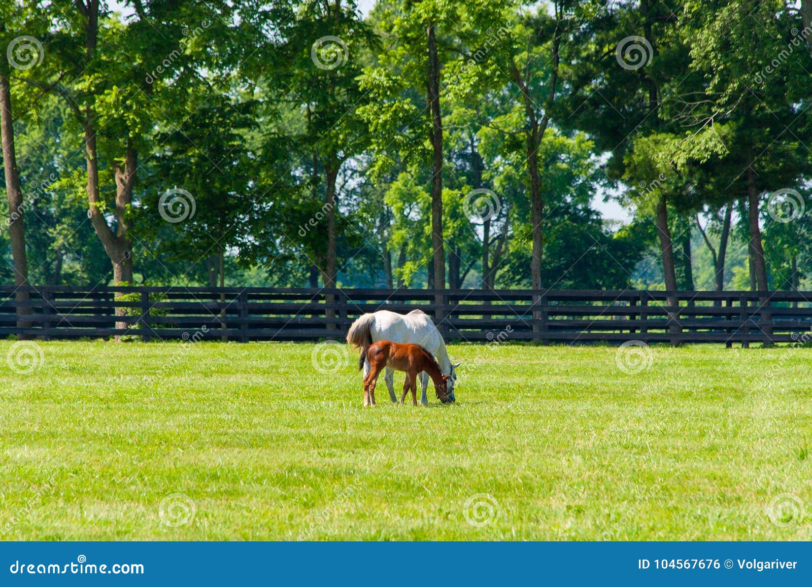Mare with Her Foal at Horse Farm Stock Photo - Image of field ...
