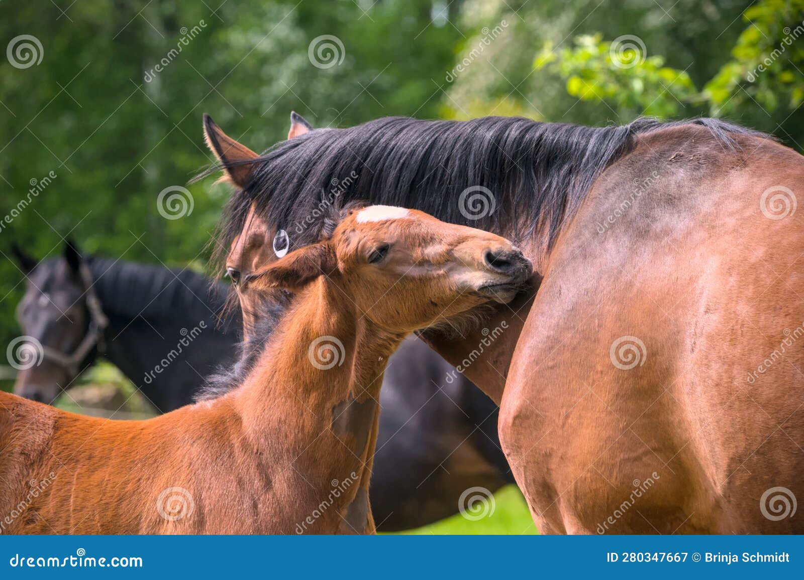 A Mare and Her Foal Near Together, Caring Stock Image - Image of ...