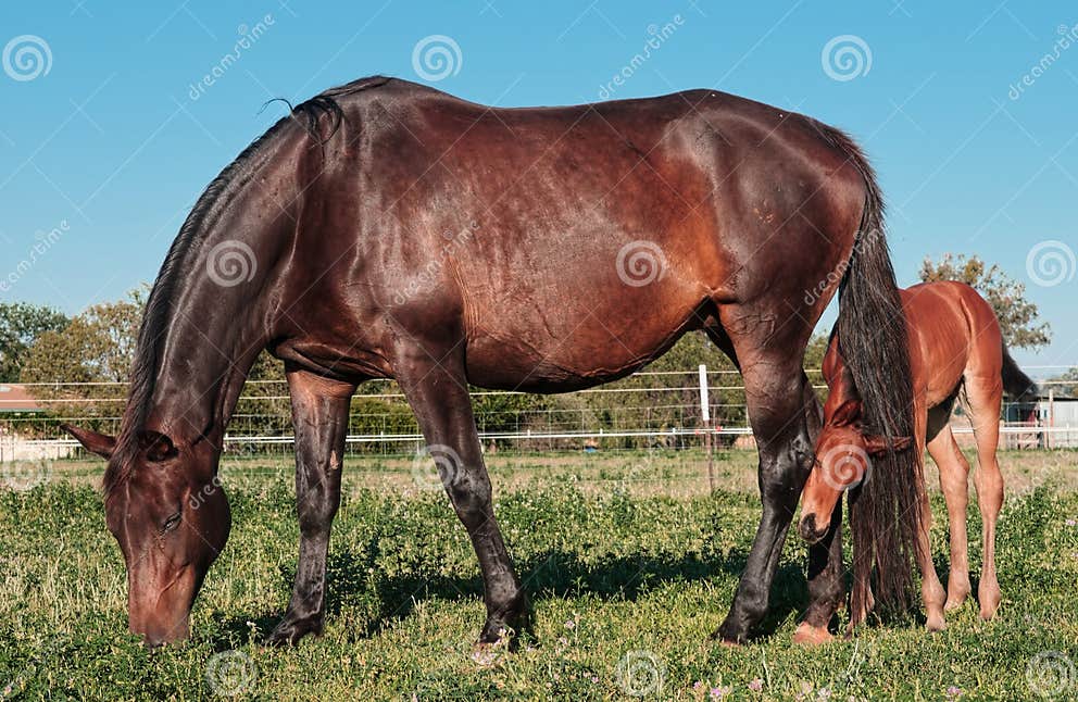 Mare and her Foal stock photo. Image of dapple, equine - 35982904