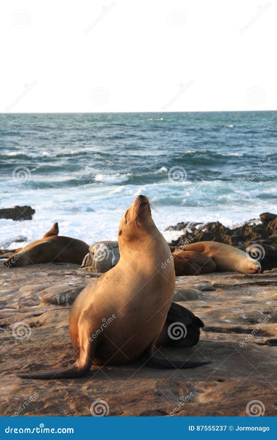 Mare Lion Basking in Sun immagine stock. Immagine di leone - 87555237