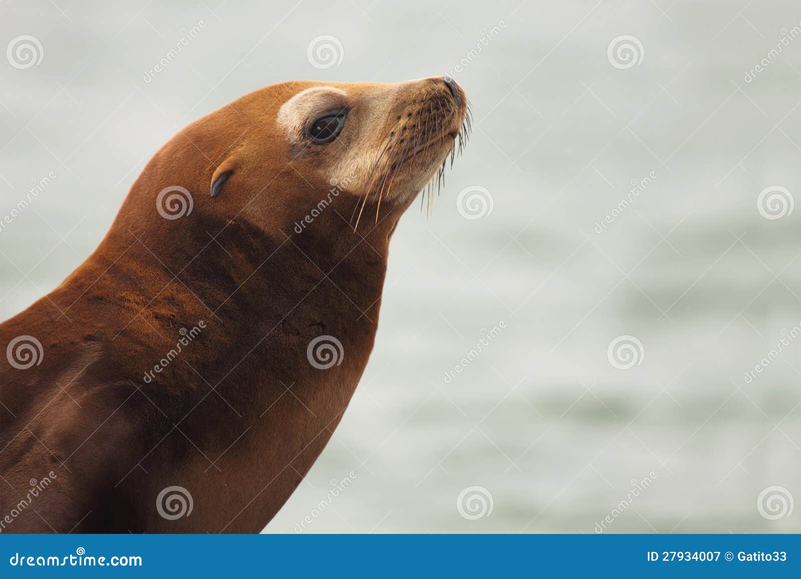 Mare Lion Pointing Di California Immagine Stock - Immagine di nave ...