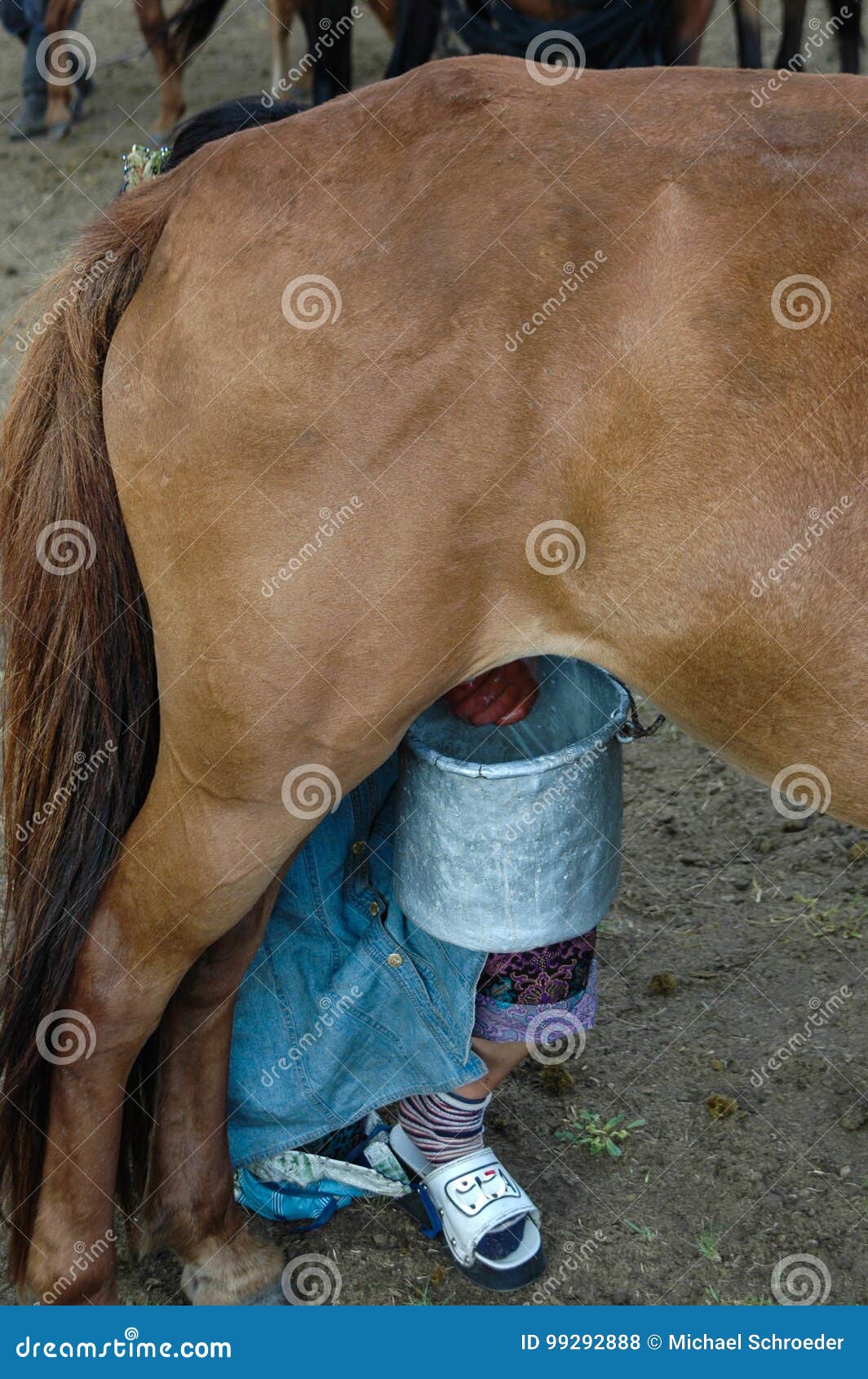 Mare Milk in the Desert of Mongolia Stock Photo - Image of farming ...