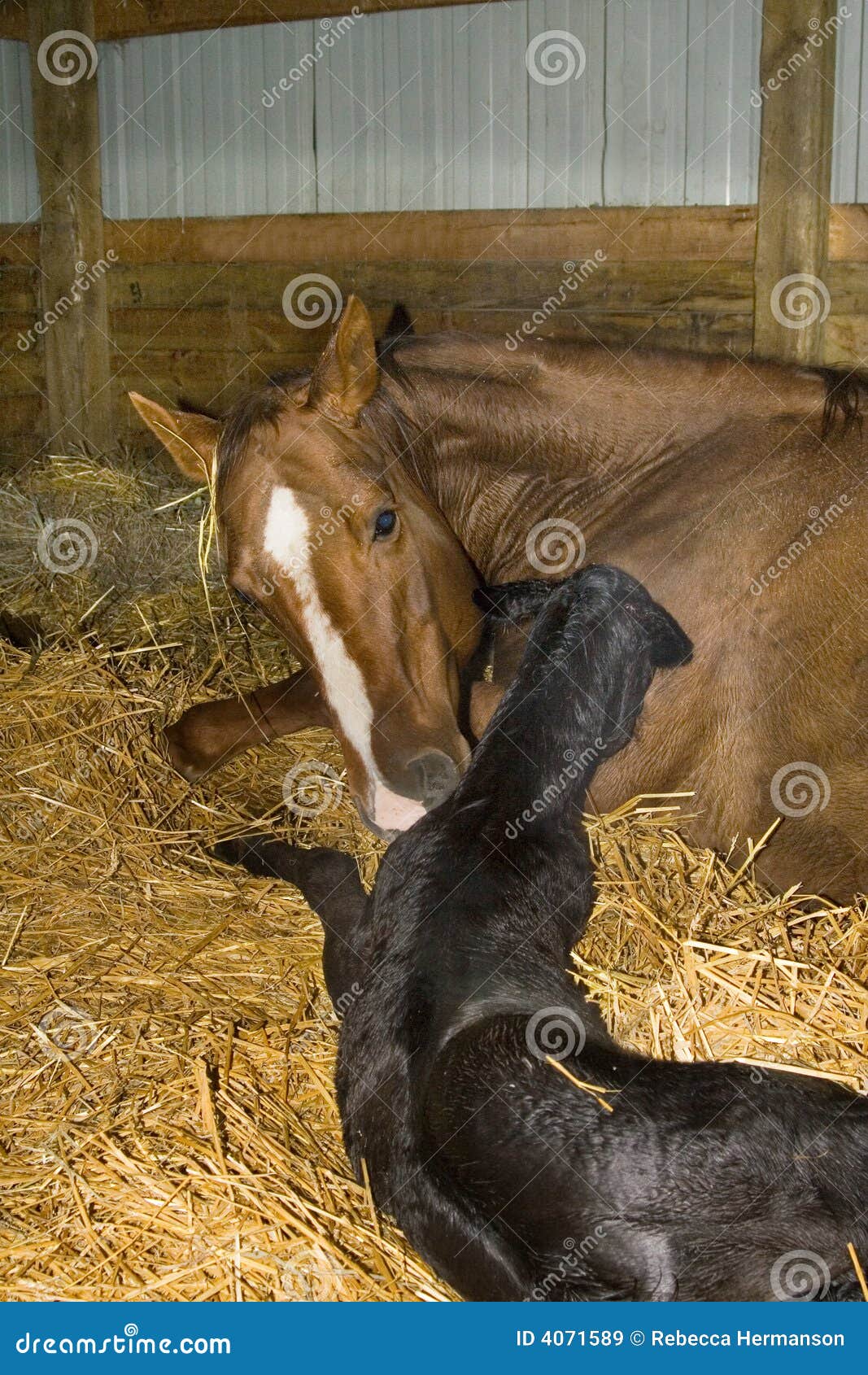 Mare and Newborn Foal stock image. Image of foal, birth - 4071589