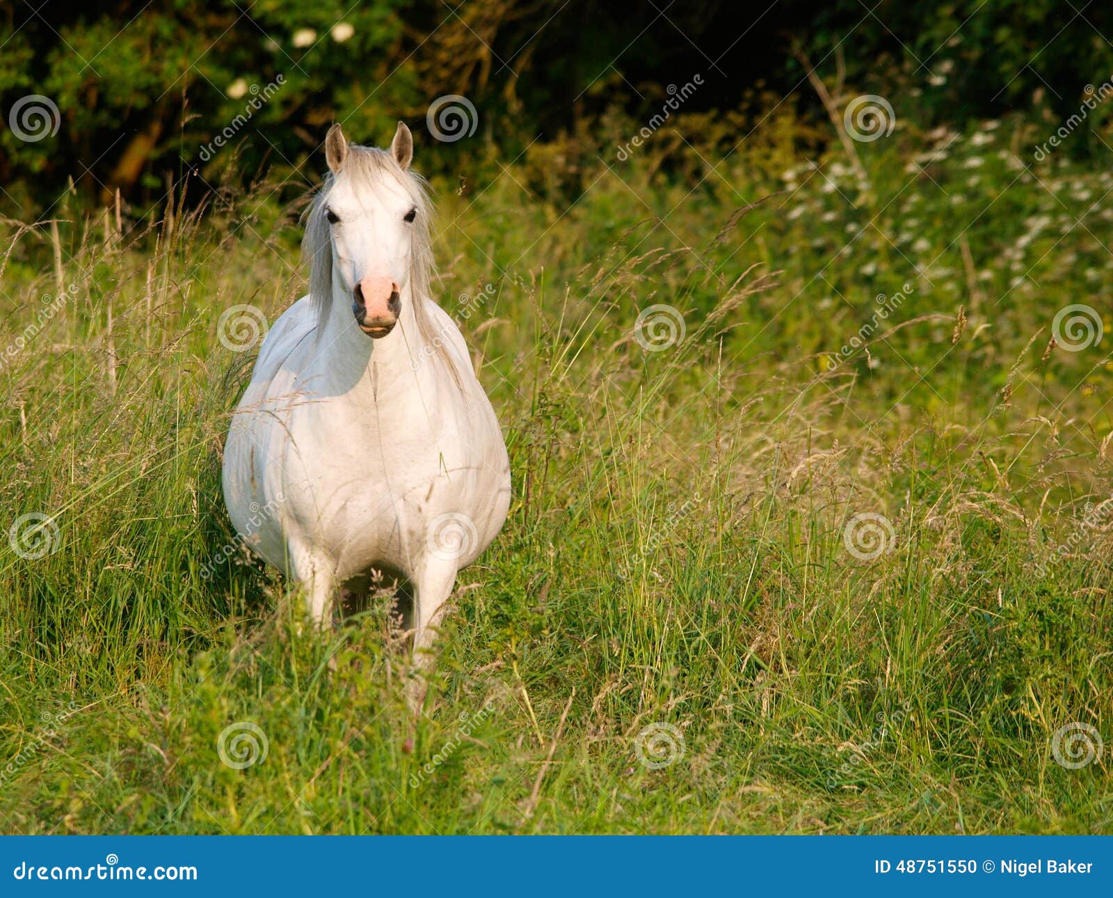 Obese Mare Stock Photos - Free & Royalty-Free Stock Photos from Dreamstime