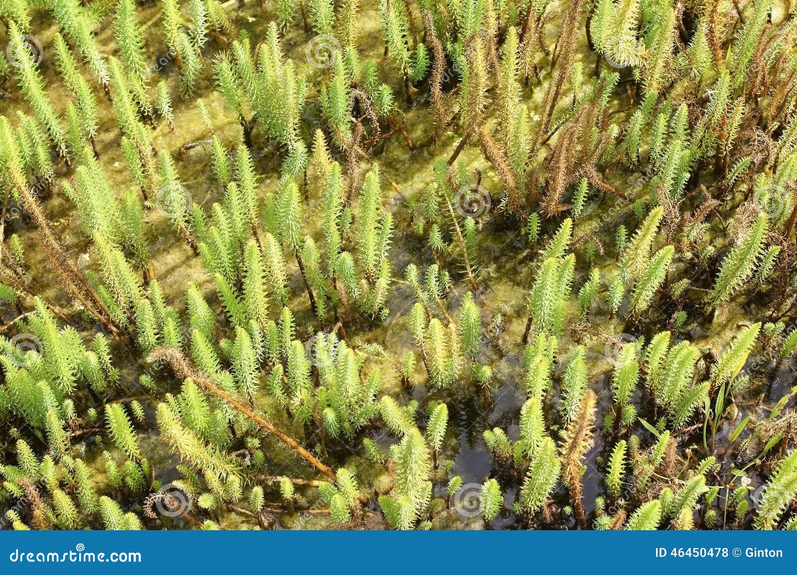 Mare s tail in the mud stock photo. Image of view, tail - 46450478