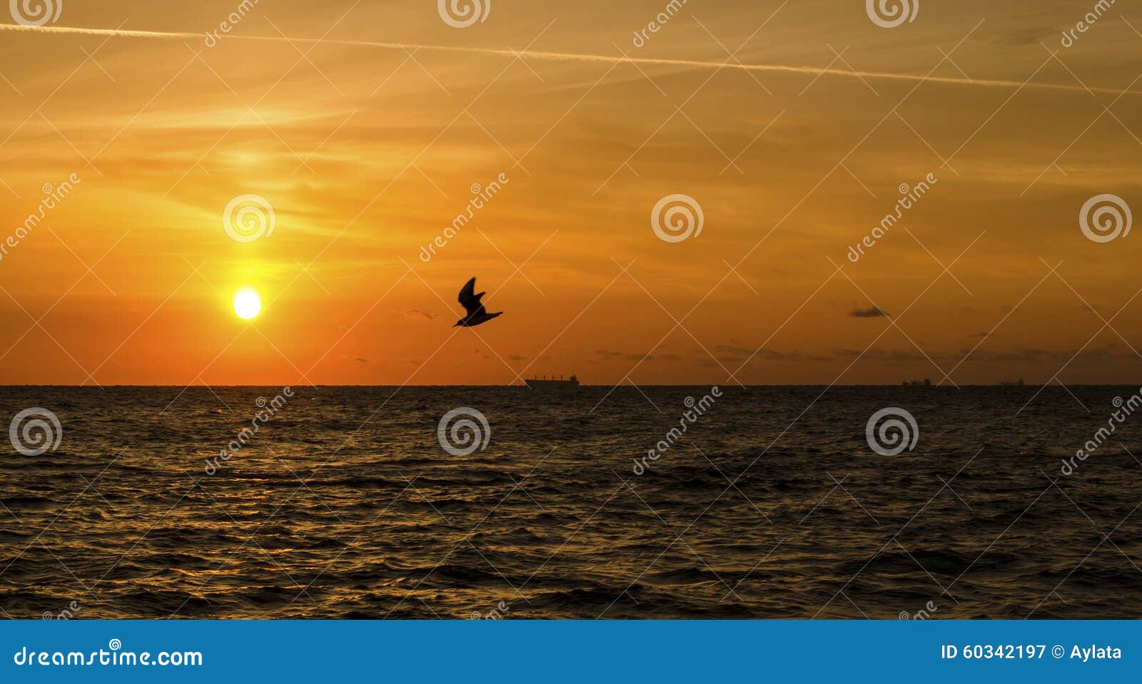 Mare sull'alba immagine stock. Immagine di onda, uccello - 60342197