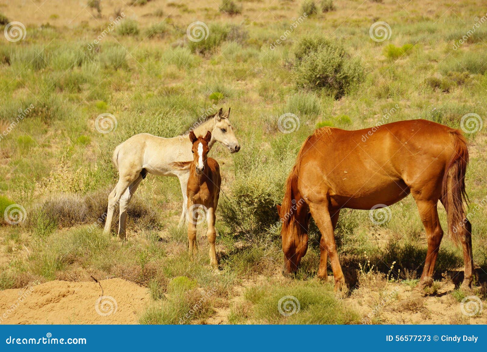A mare and two colts stock image. Image of mare, outdoors - 56577273