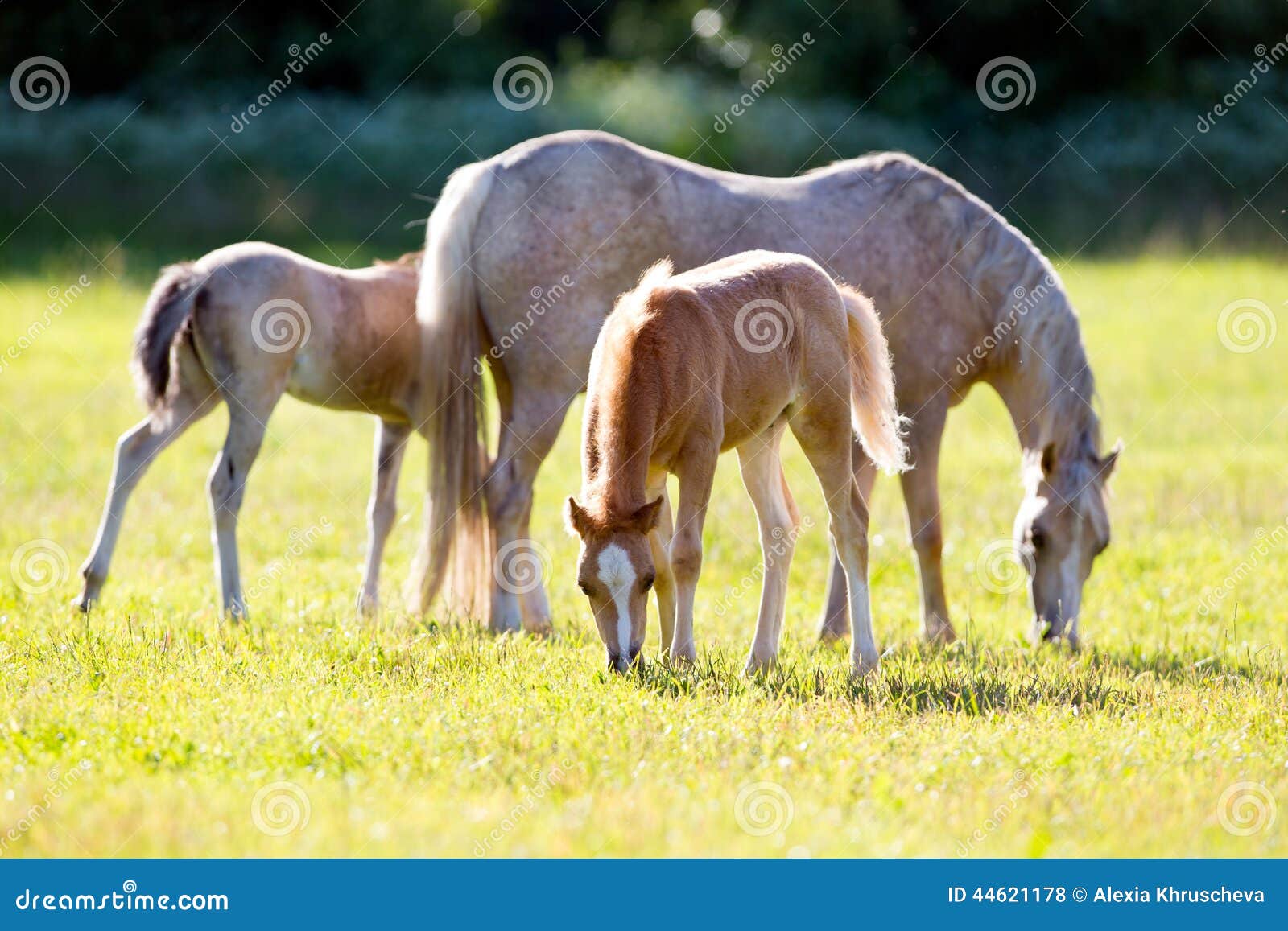 Mare with Two Foals in Field Stock Photo - Image of nature, field: 44621178