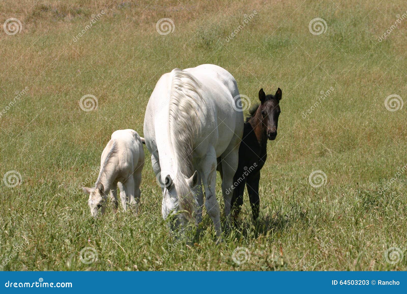 Mare and two foals stock image. Image of horse, grass - 64503203