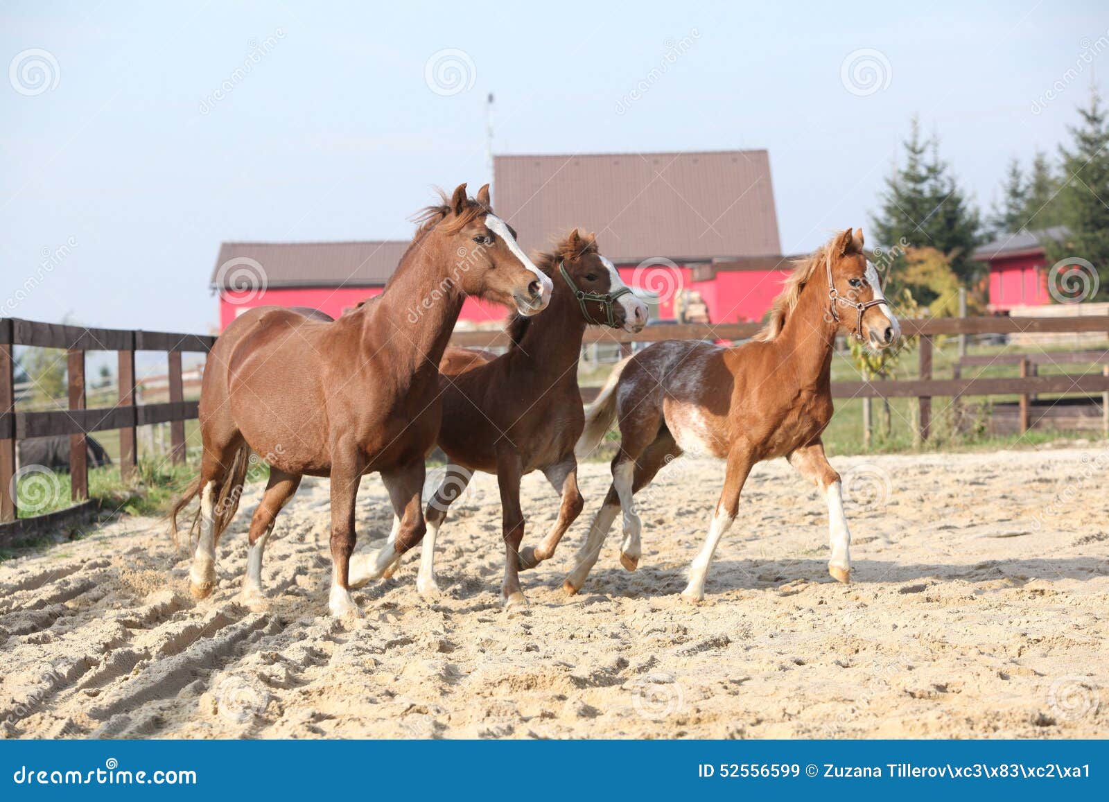 Mare with Two Foals Running Stock Image - Image of color, moving: 52556599