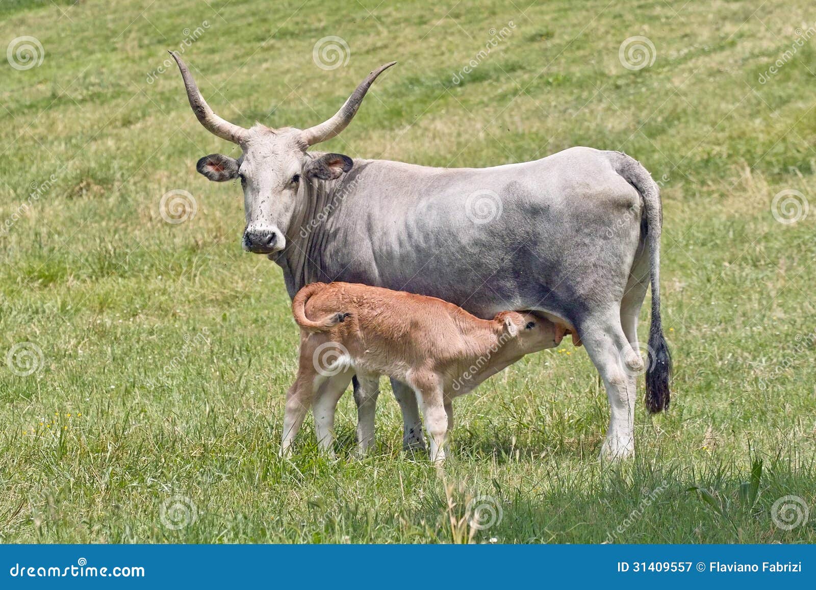 Maremma-Kuh mit Kalb stockbild. Bild von züchten, bauernhof - 31409557