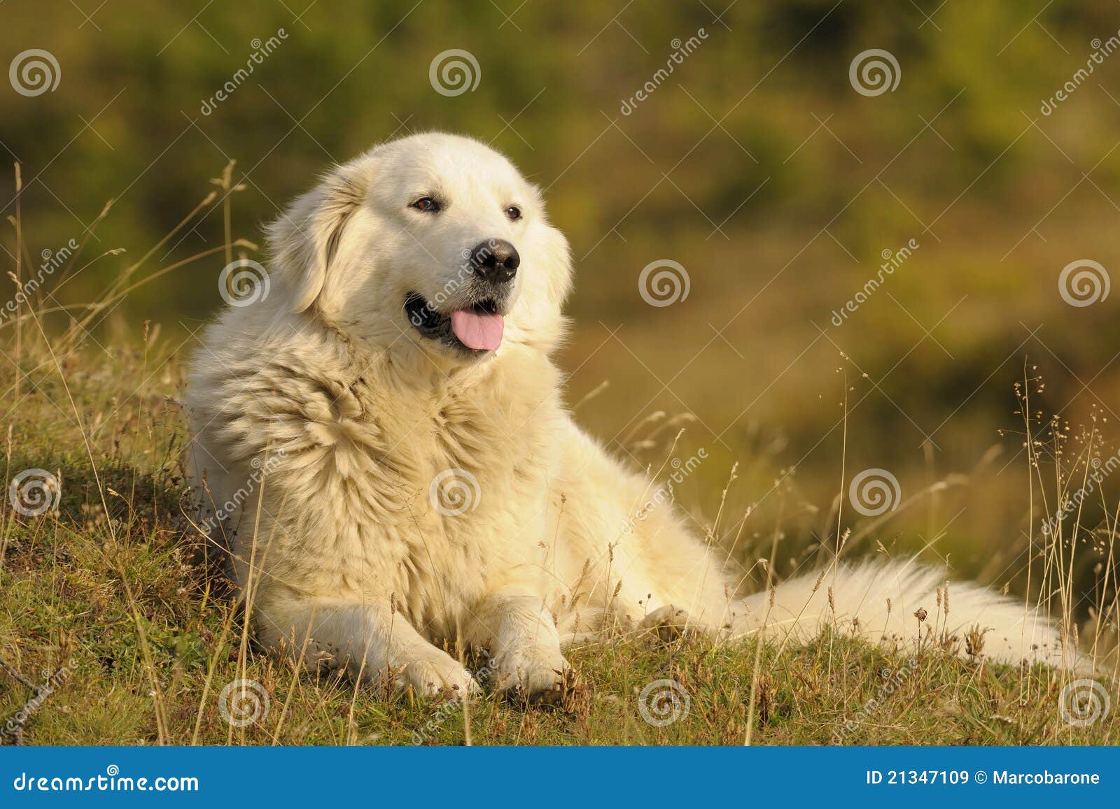 Home Décor Home & Living Maremma face etna.com.pe