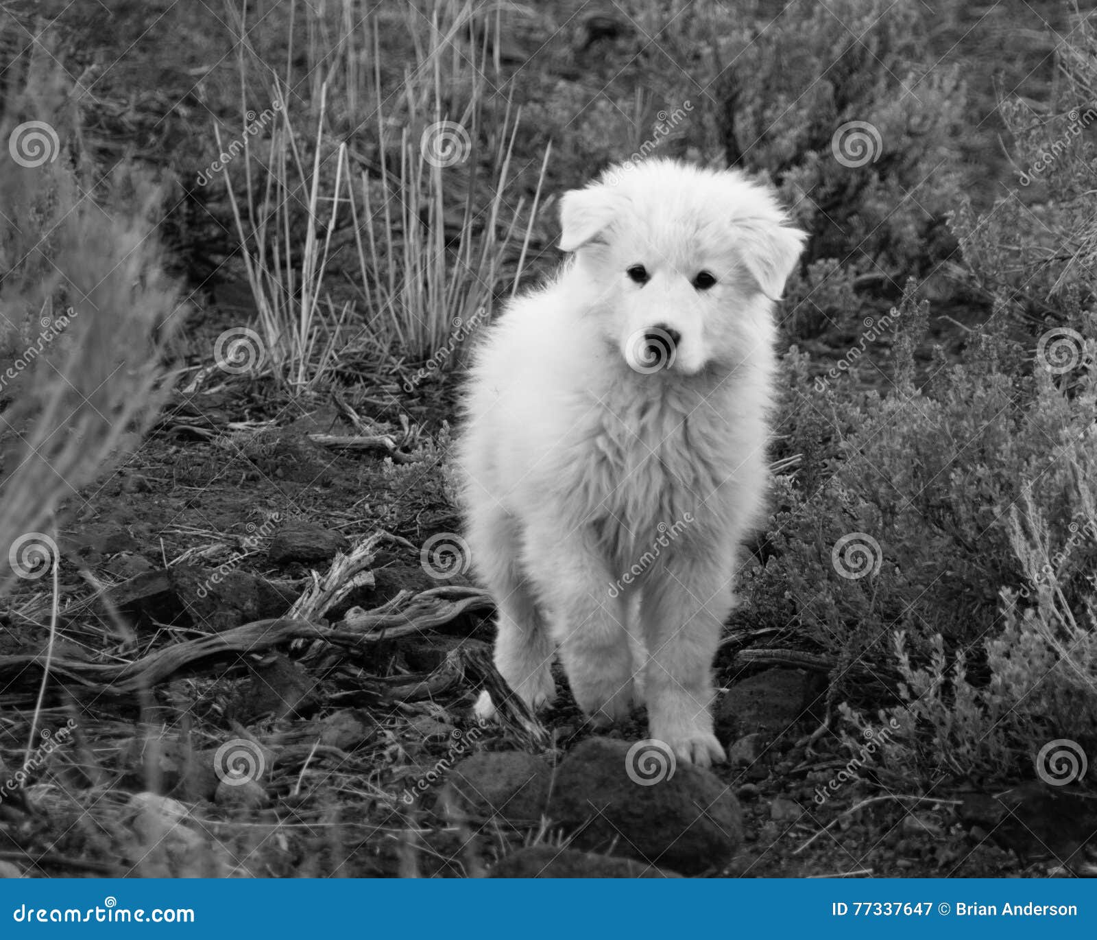 Maremma sheepdog stock image. Image of posing, guard - 77337647