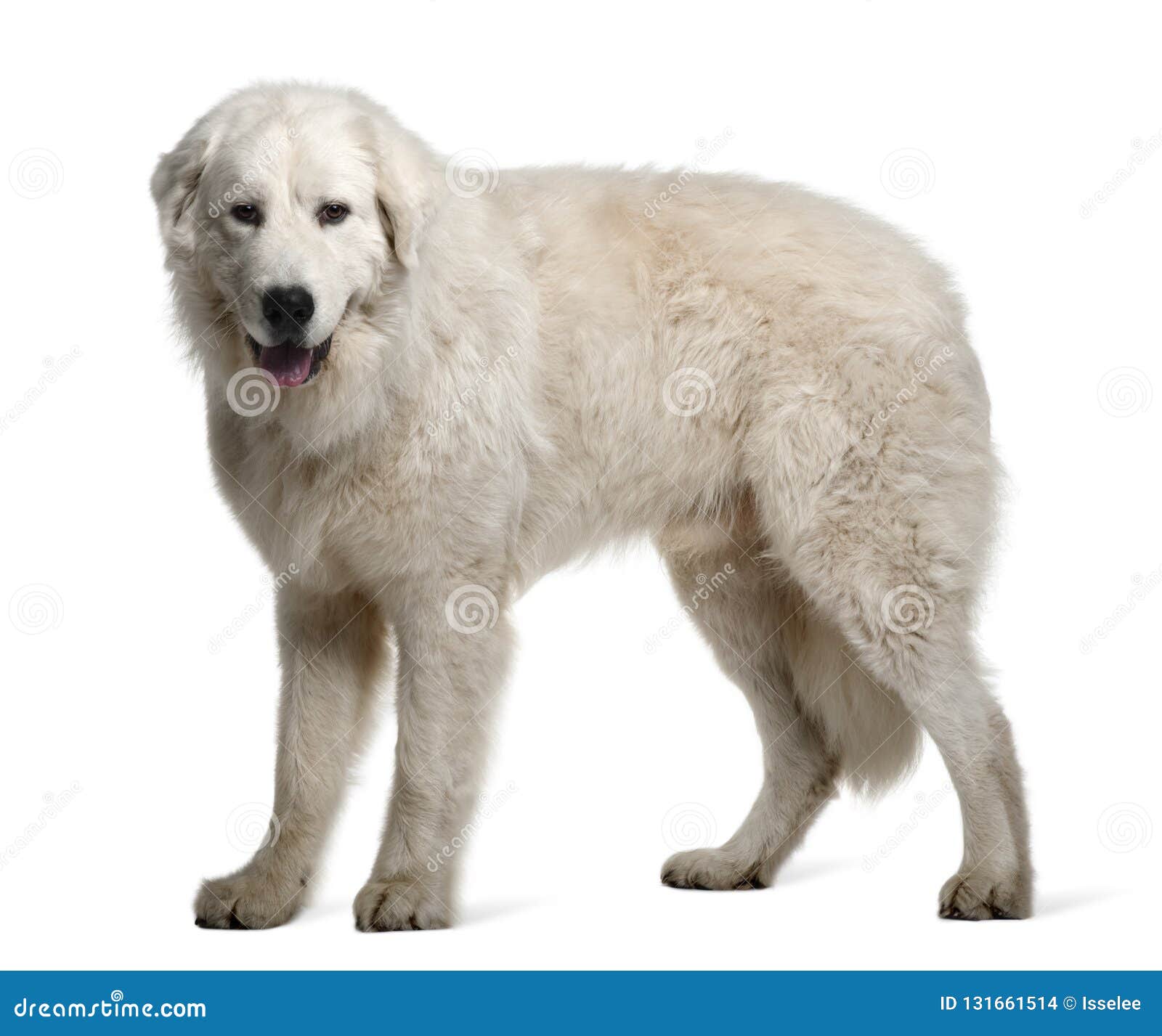 The Maremma Sheepdog Is Guarding Royalty-Free Stock Photography ...