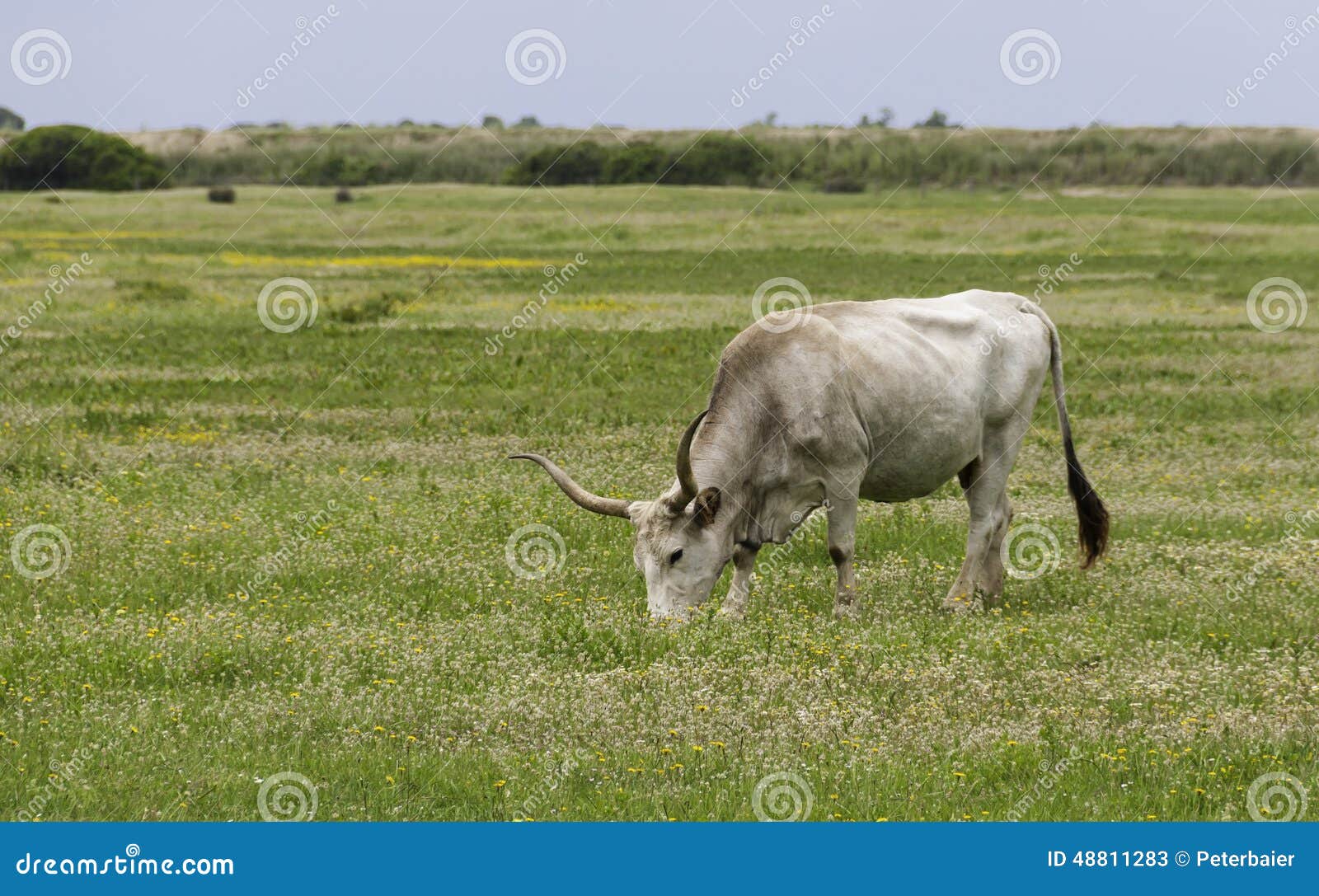 Maremmana Cow stock image. Image of large, land, domestic - 48811283