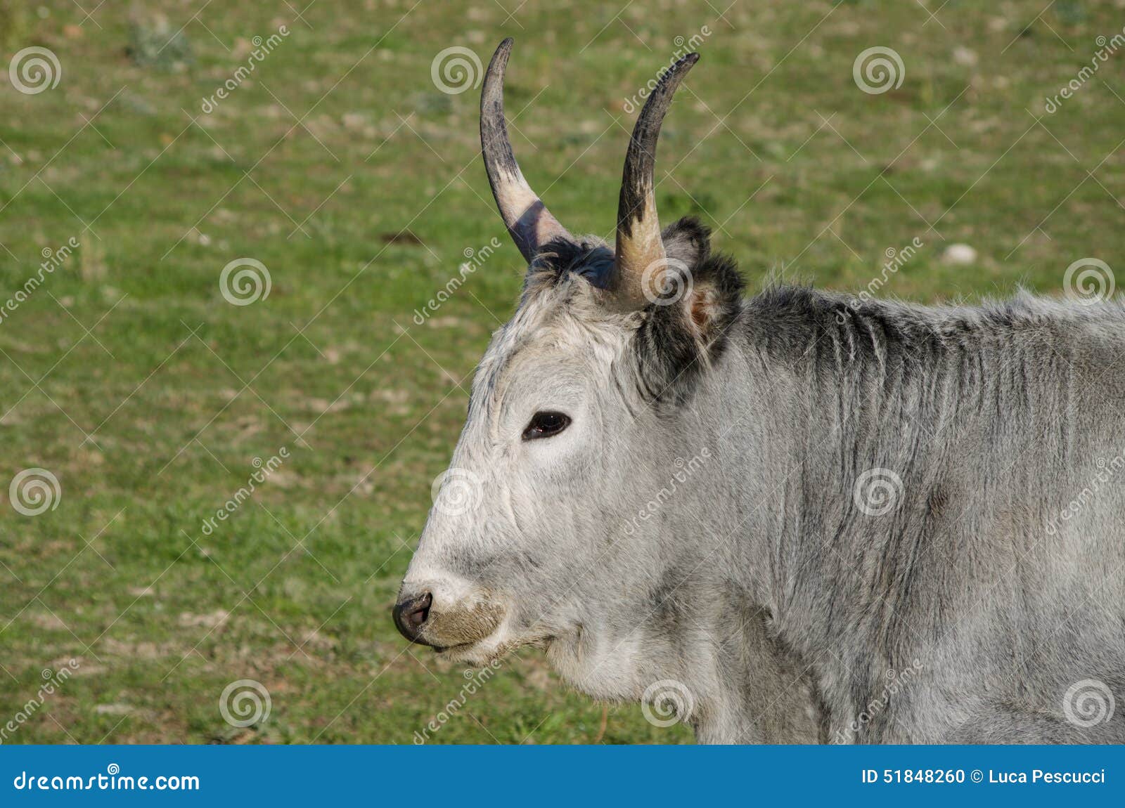 Maremmana Cows In Maremma, Southern Tuscany, Italy Royalty-Free Stock ...