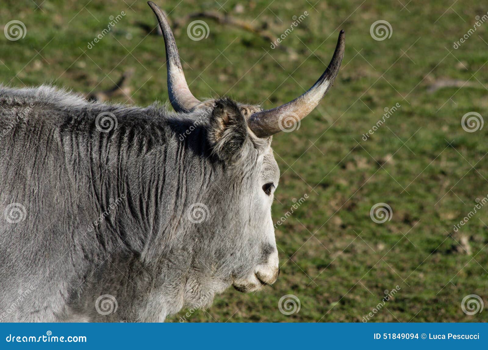 Maremmana Cows In Maremma, Southern Tuscany, Italy Royalty-Free Stock ...