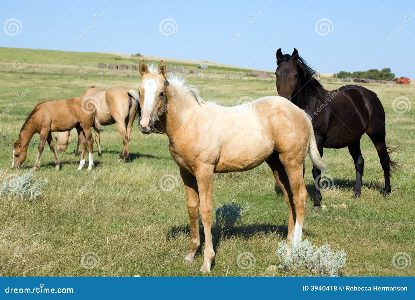 Mares and Foals in Pasture stock photo. Image of brown - 3940418