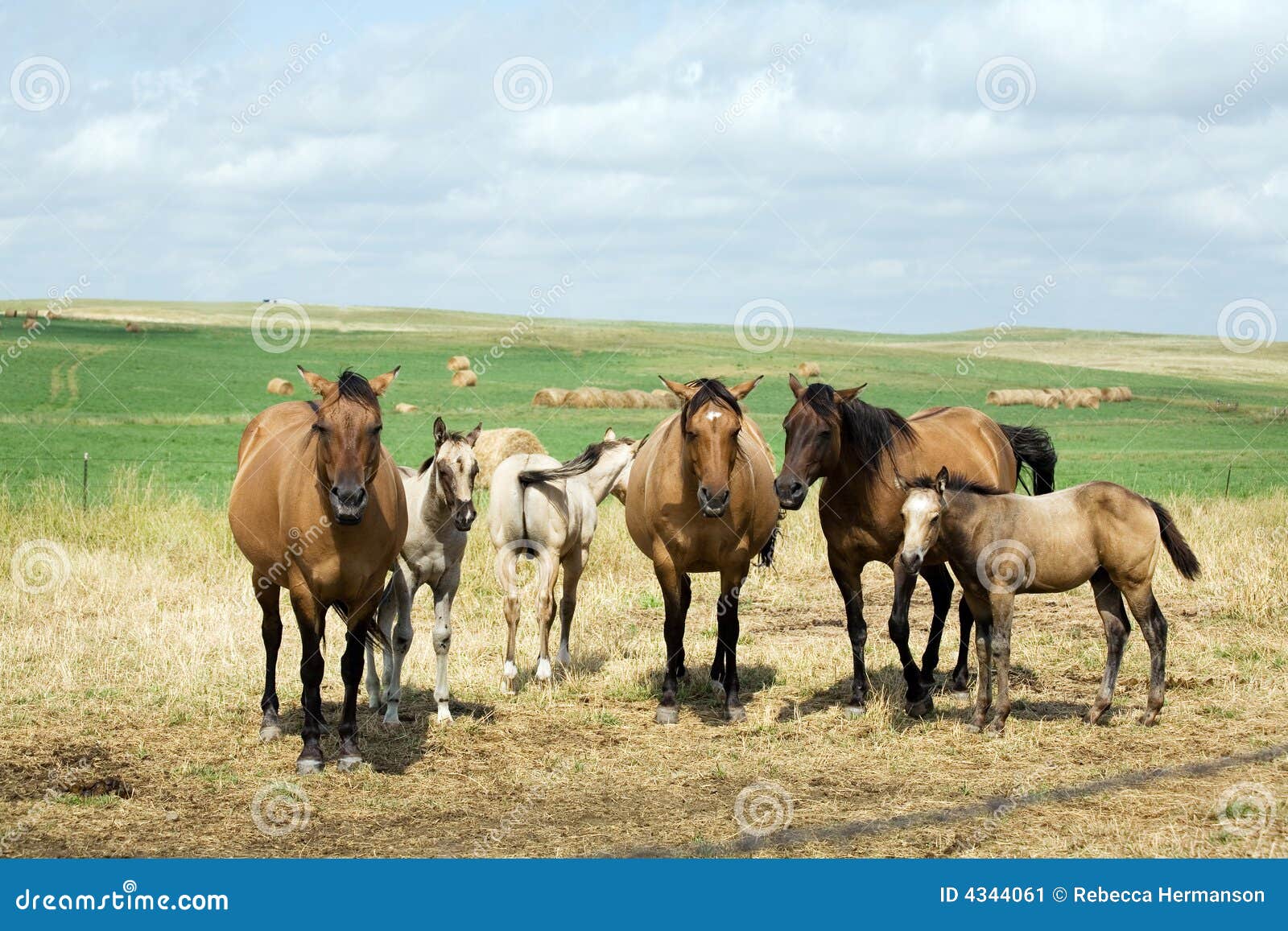 Mares and Foals in Pasture stock image. Image of nature - 4344061
