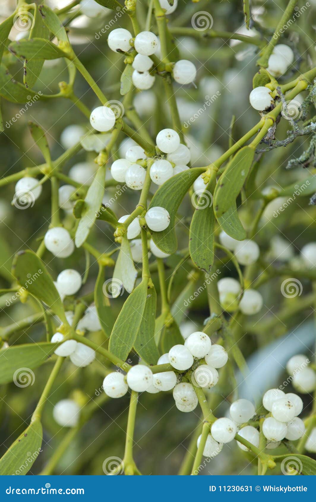 Maretak Met Witte Bessen - Album Viscum Stock Afbeelding - Image of ...