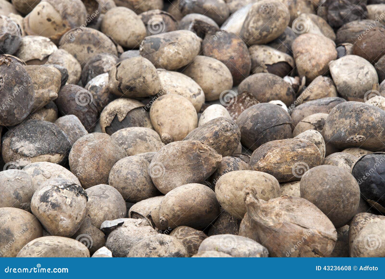 Marfil Vegetal - Semillas De Tagua Foto de archivo - Imagen de pulido ...
