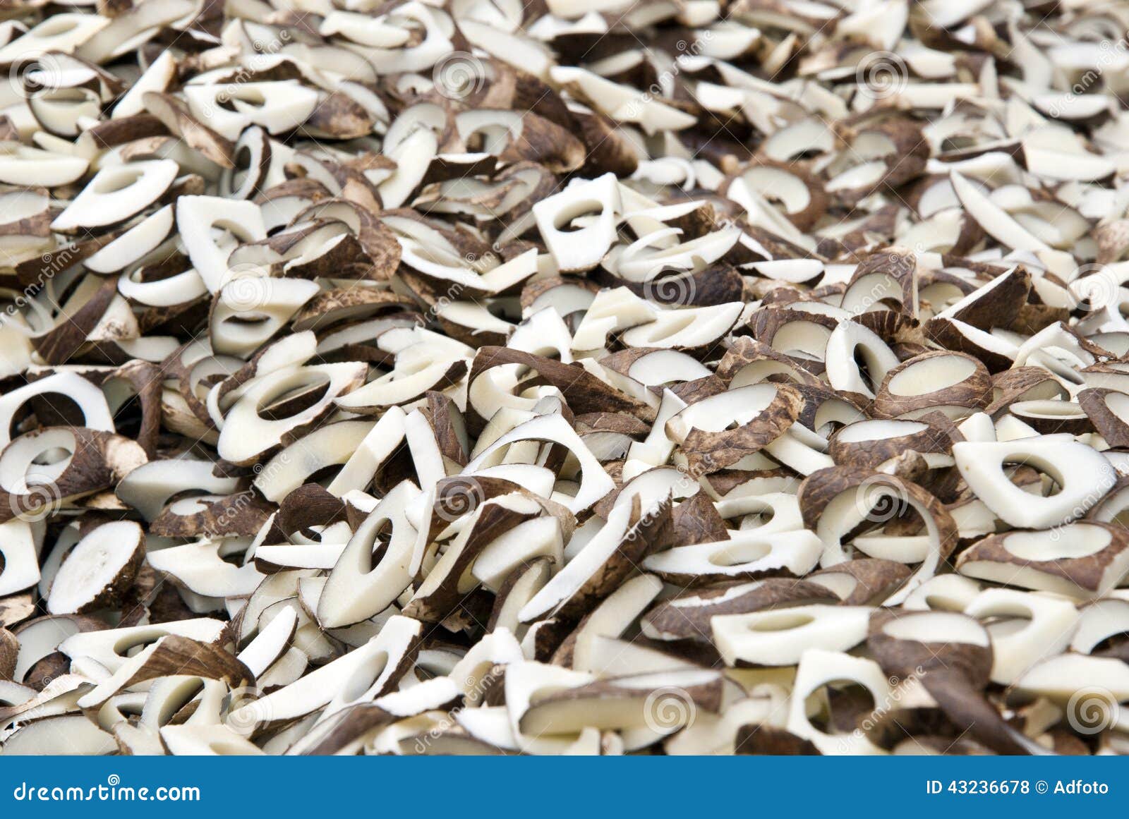 Marfil Vegetal - Semillas De Tagua Foto de archivo - Imagen de tallado ...