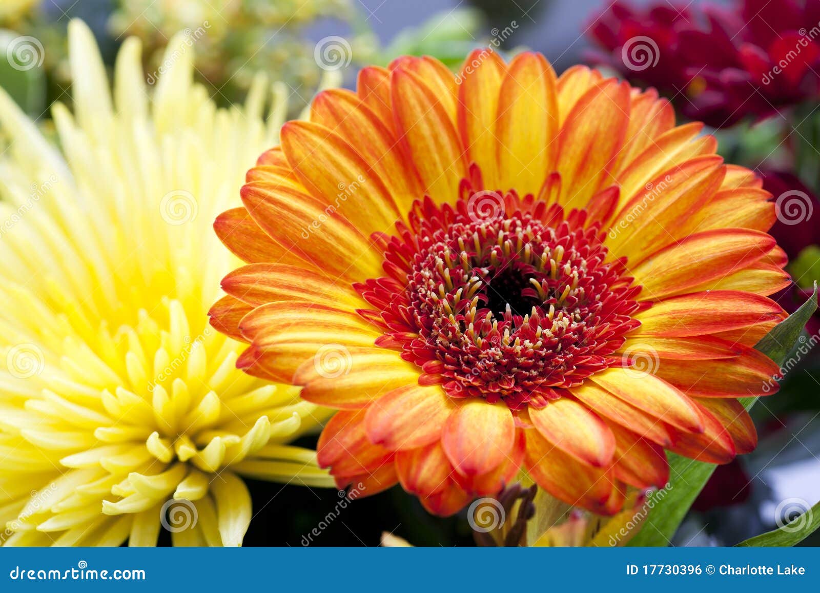 Margarida colorida foto de stock. Imagem de botânica - 17730396