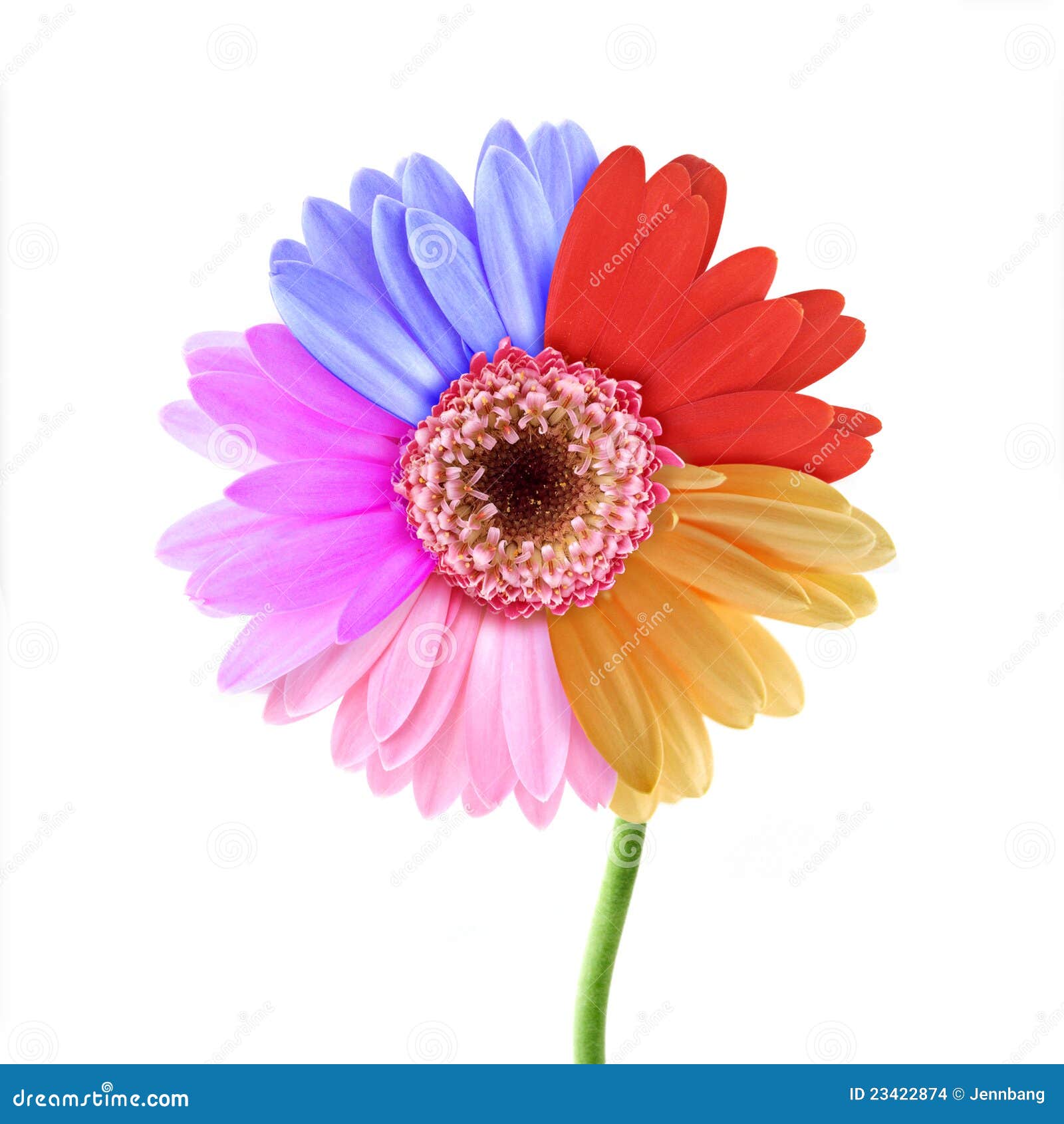 Margarida colorida foto de stock. Imagem de colorido - 23422874