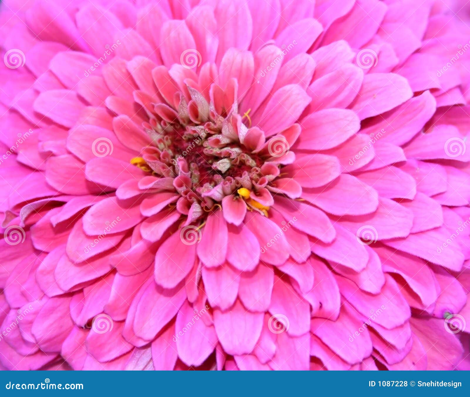 Margarida cor-de-rosa foto de stock. Imagem de isolado - 1087228