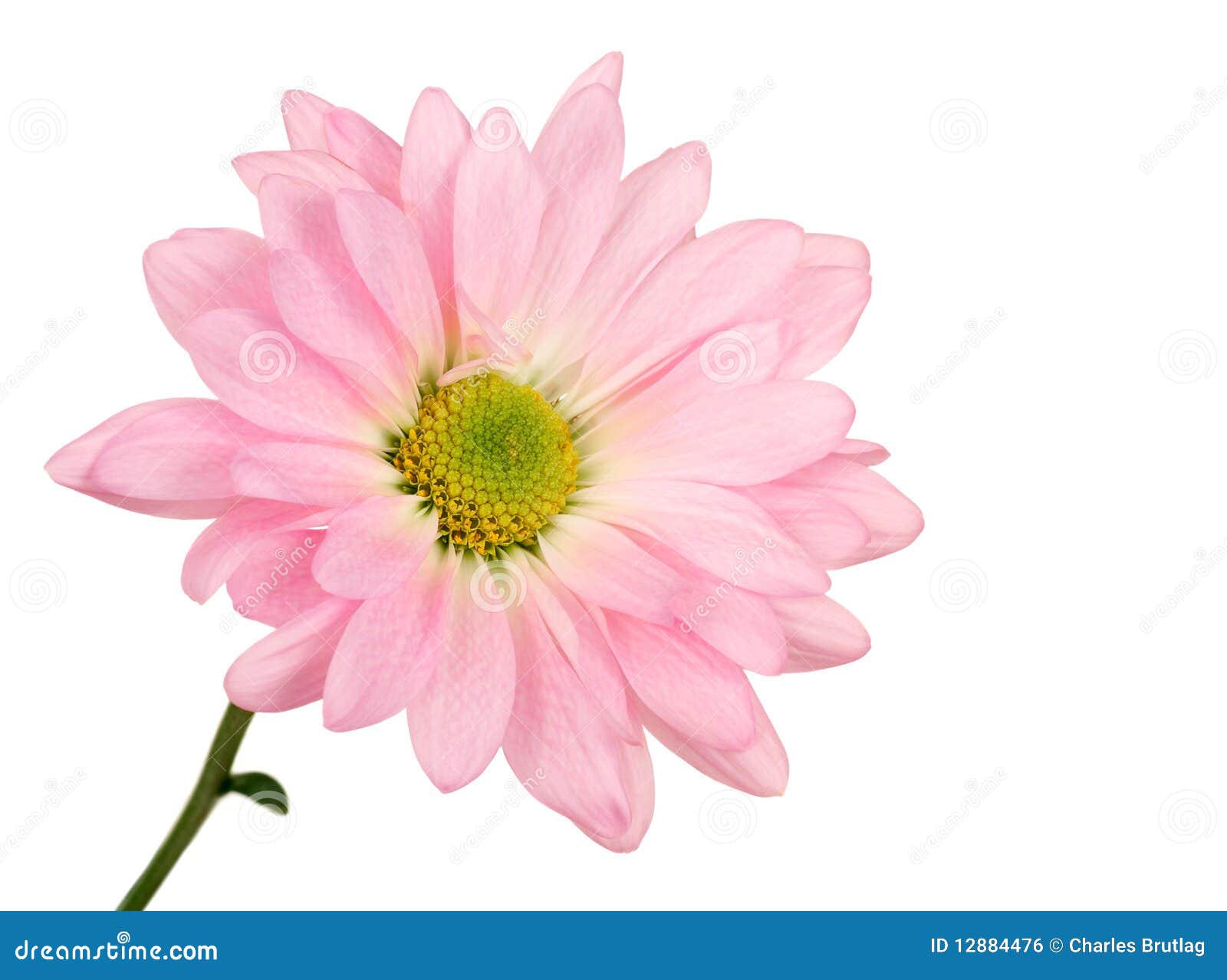 Margarida cor-de-rosa foto de stock. Imagem de nave, entalhe - 12884476