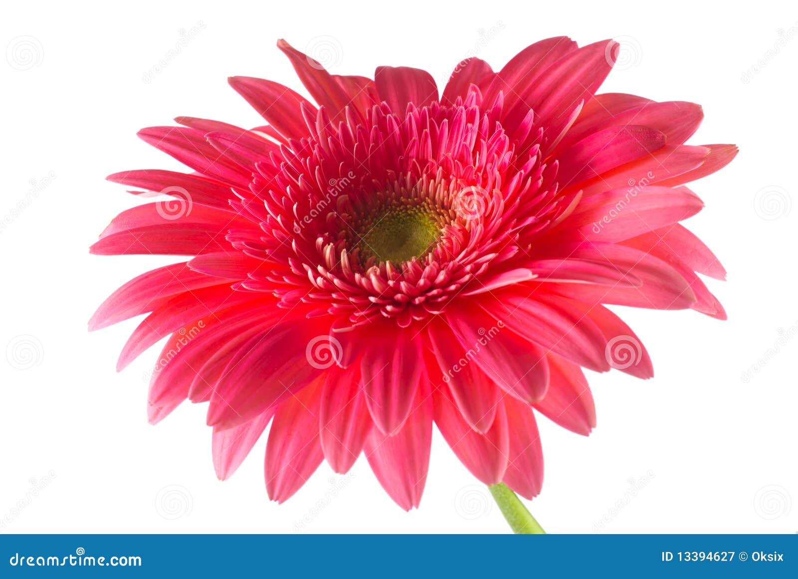 Margarida cor-de-rosa imagem de stock. Imagem de grupo - 13394627