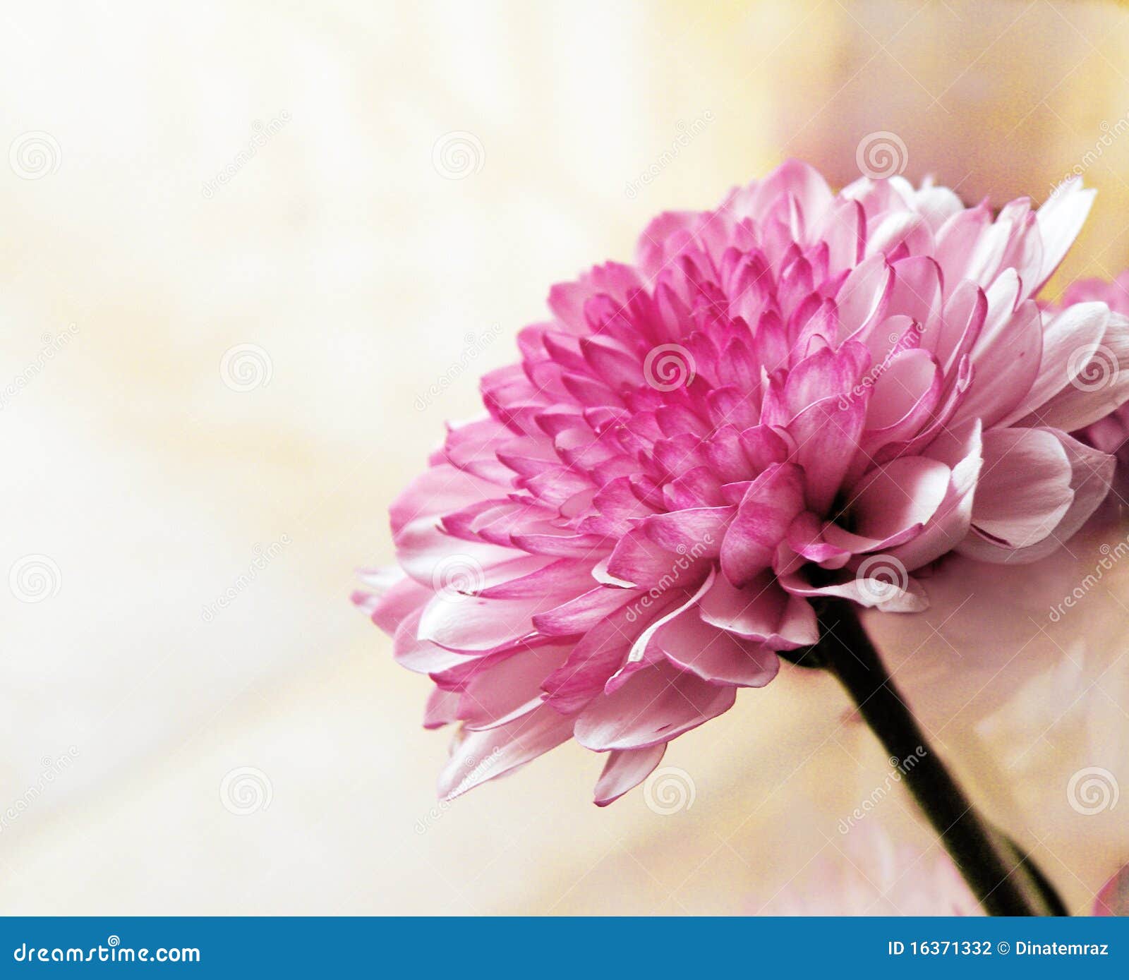 Margarida cor-de-rosa foto de stock. Imagem de folha - 16371332