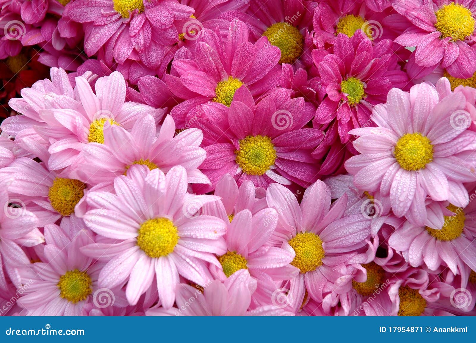 Margarida cor-de-rosa imagem de stock. Imagem de jardinar - 17954871