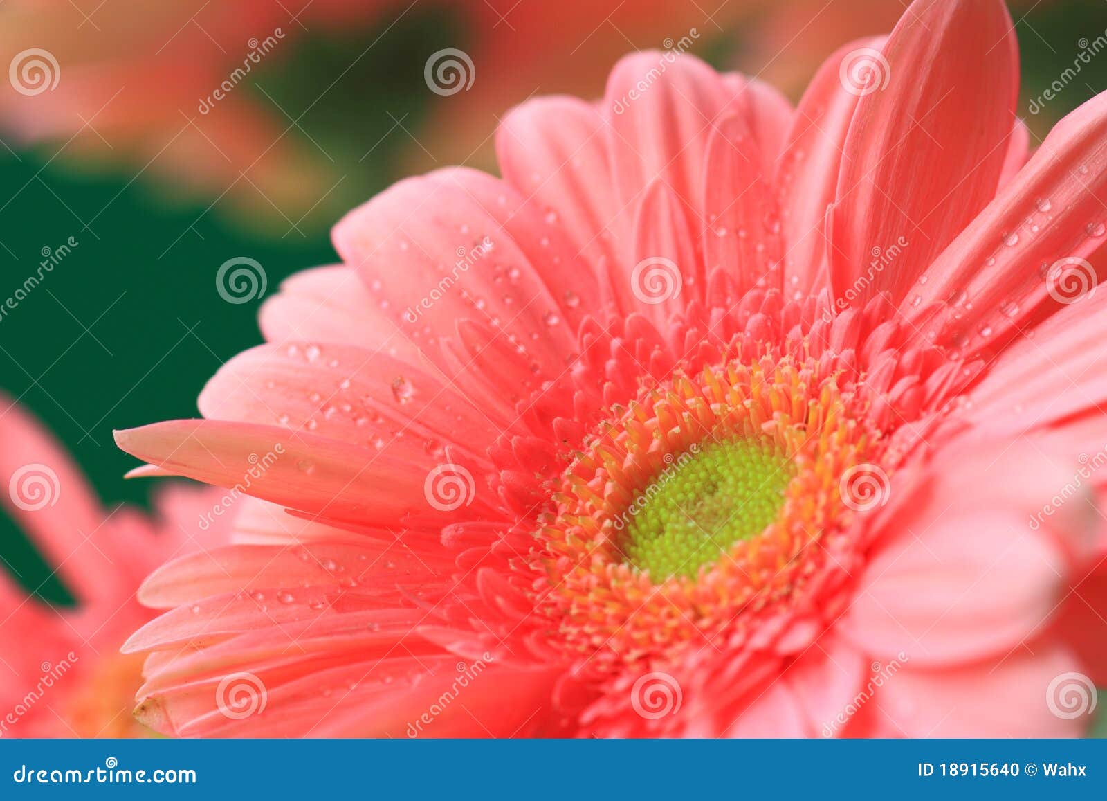 Margarida cor-de-rosa foto de stock. Imagem de brilhante - 18915640