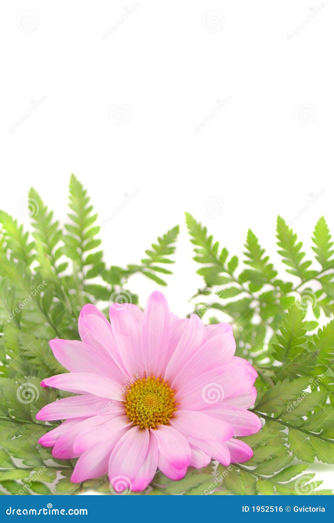 Margarida cor-de-rosa foto de stock. Imagem de flores - 1952516